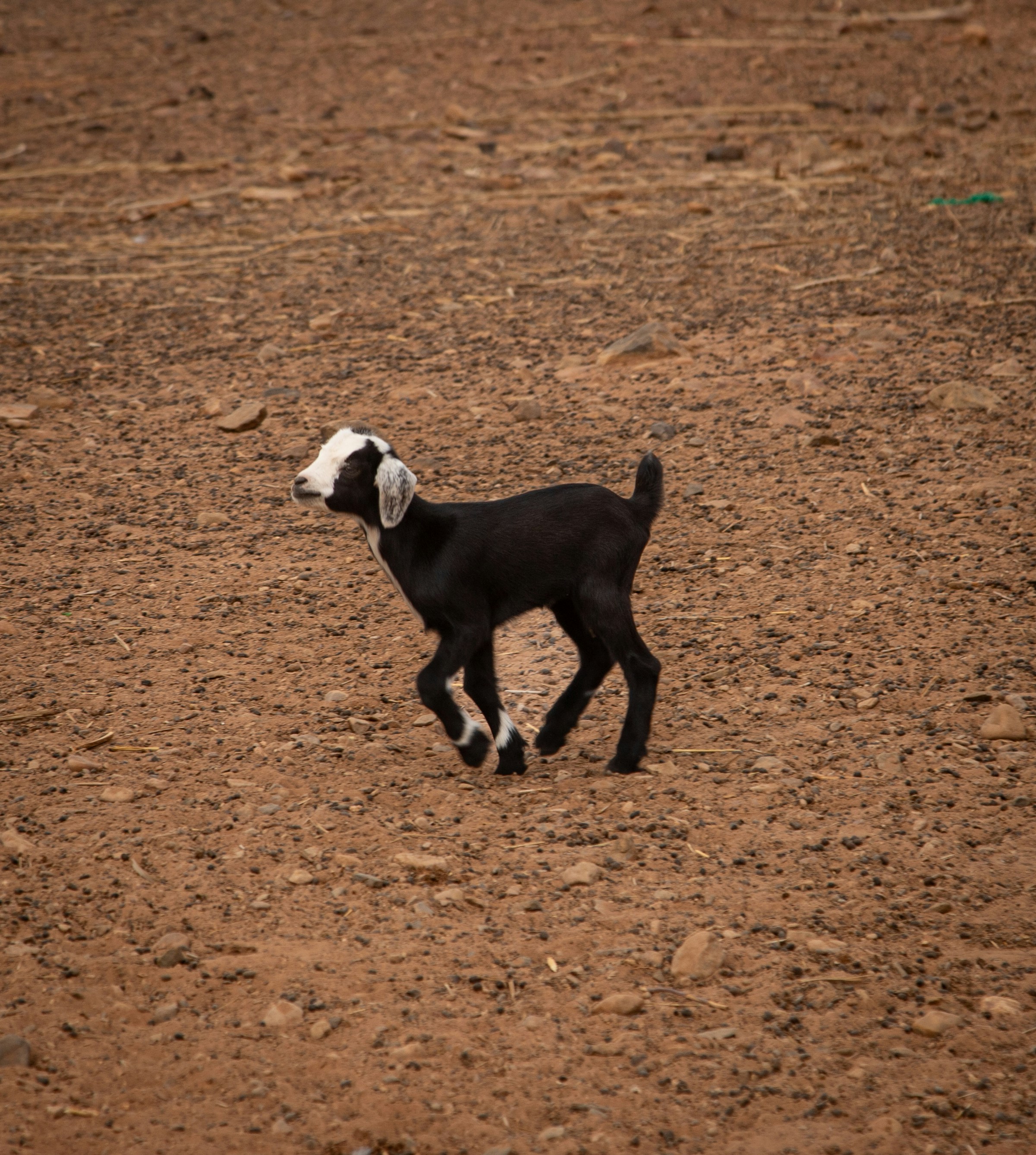 A young black and white goat runs on dirt.
