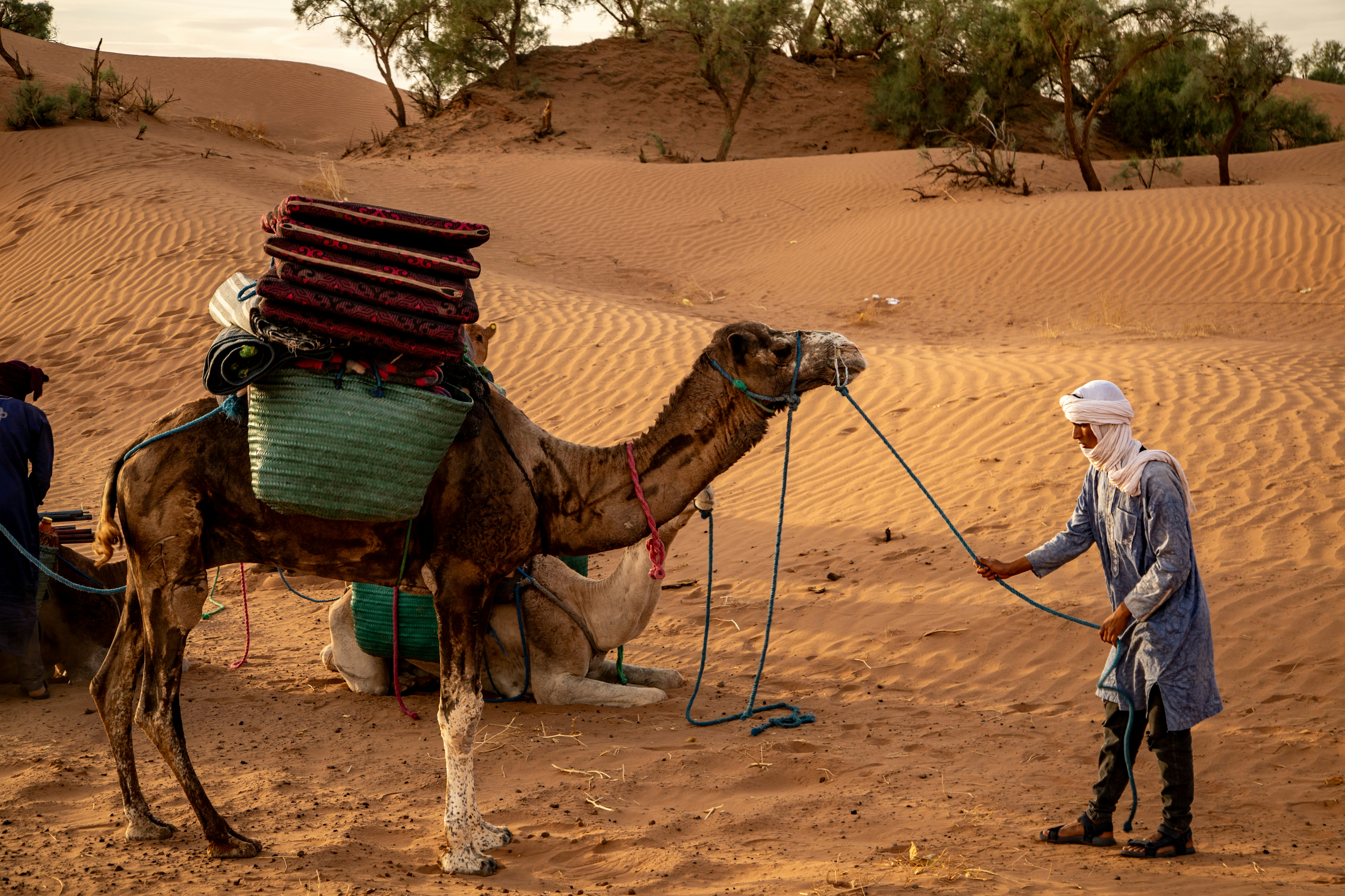 Rope and Reins in the Dunes: A Desert Camel and Its Handler