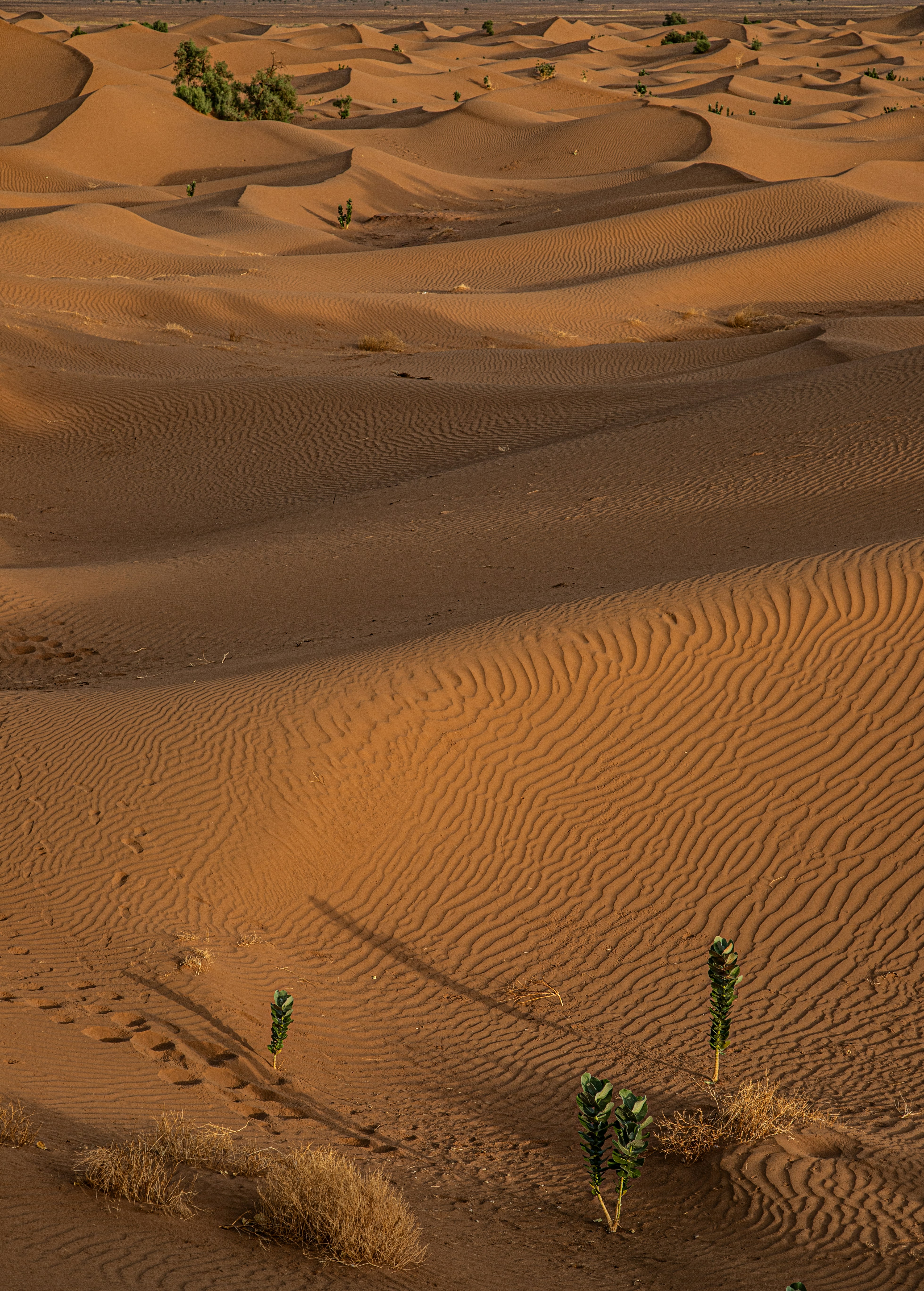 Whispers of the Dunes: A Desert Symphony
