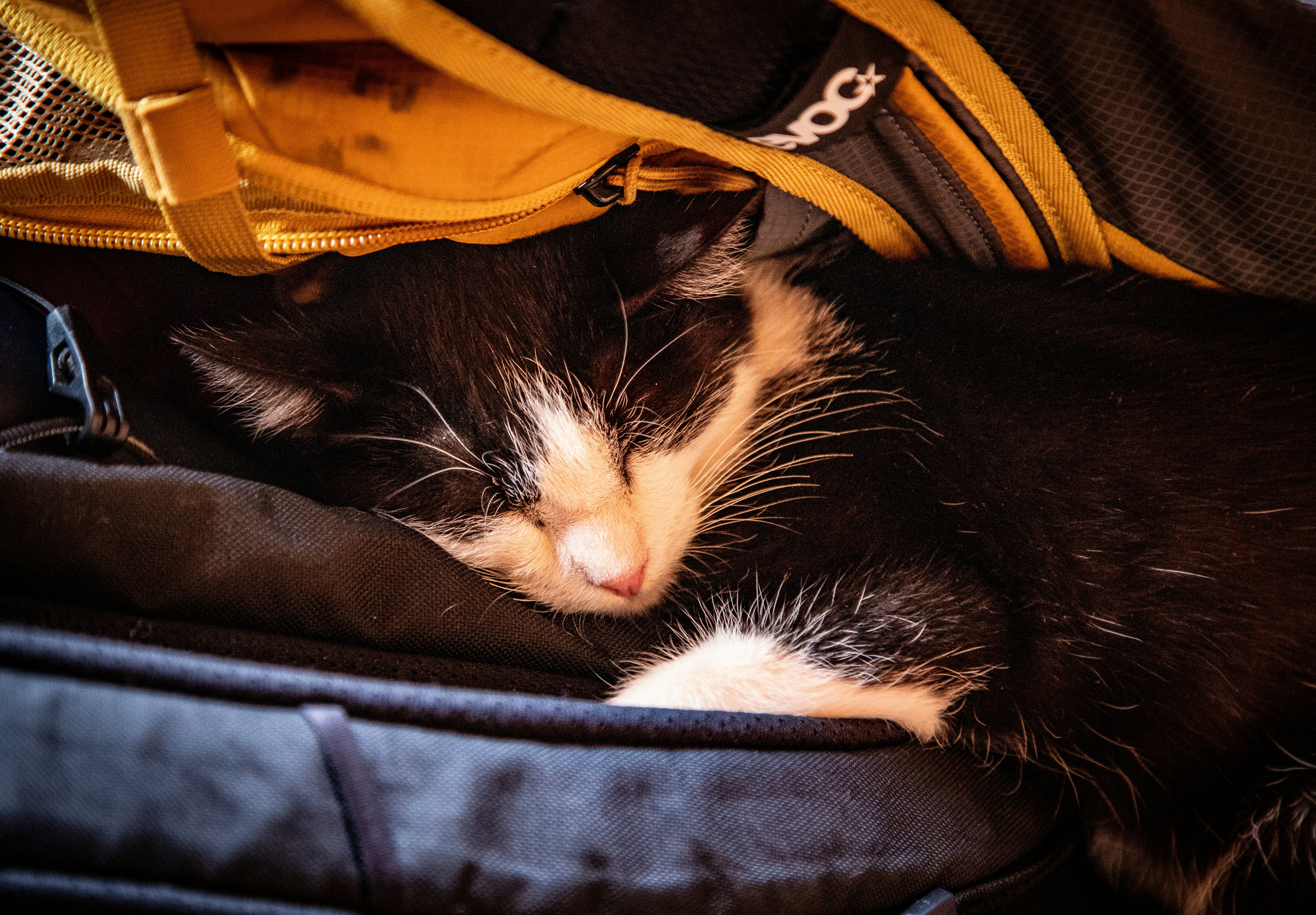 Nap in a Padded Hideaway: A Black-and-White Cat Snuggled in Gear