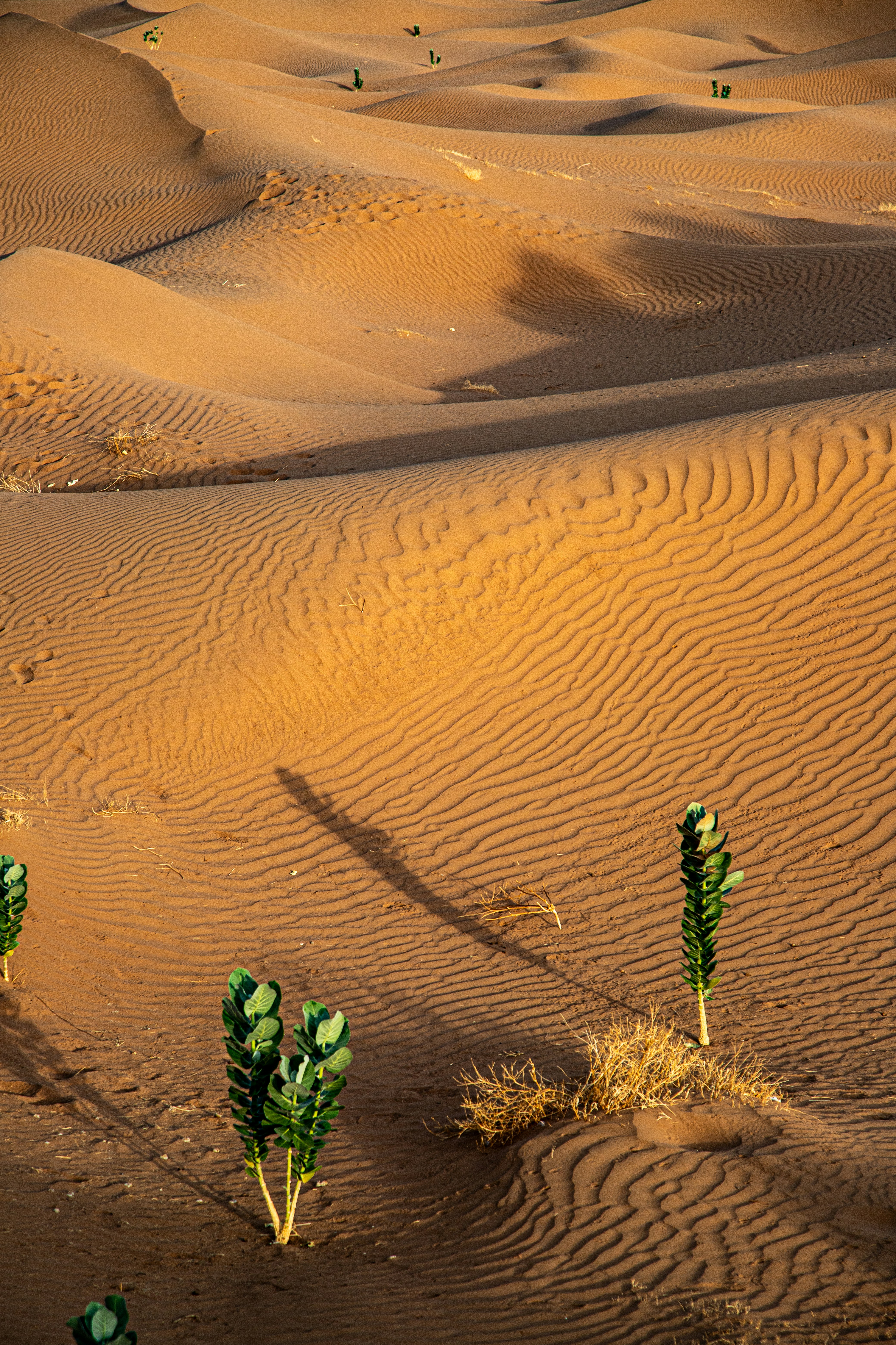 Emerald Sprouts Guard the Golden Dunes