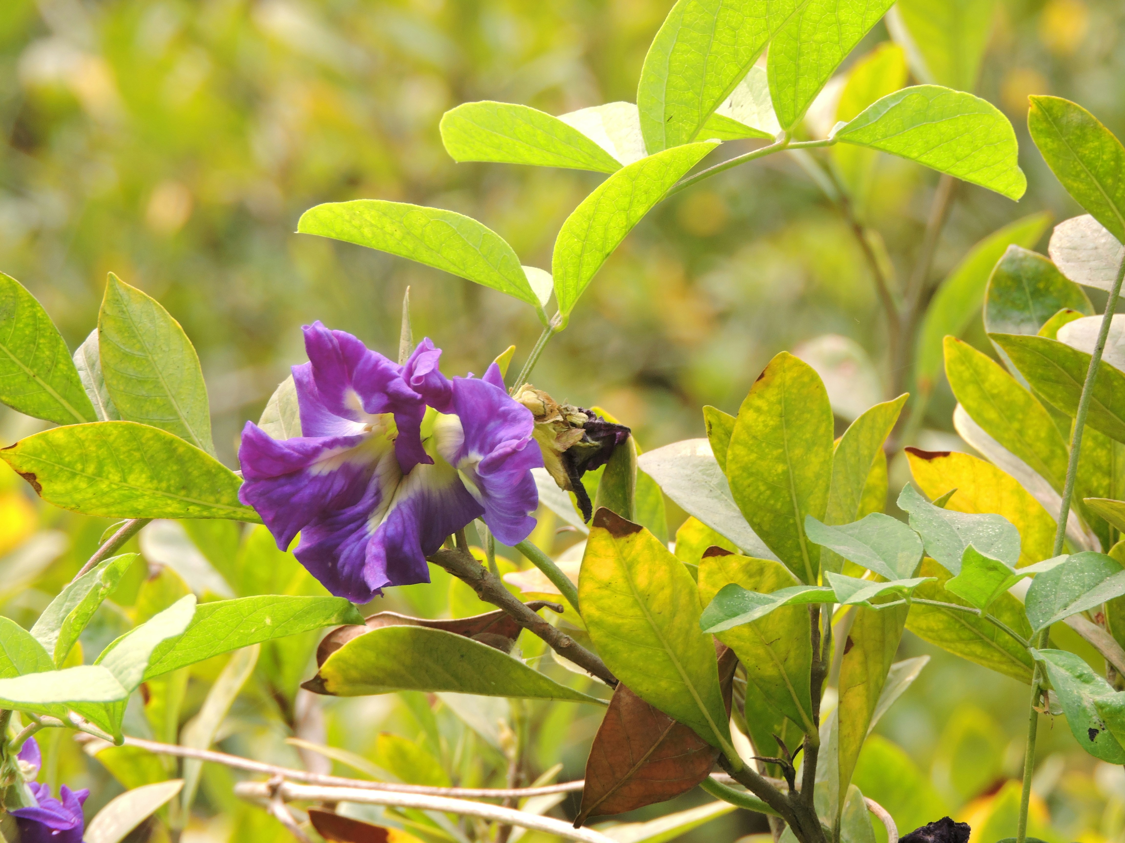 A vibrant purple flower surrounded by lush green leaves, with a bee collecting nectar, illustrating the beauty of pollination.