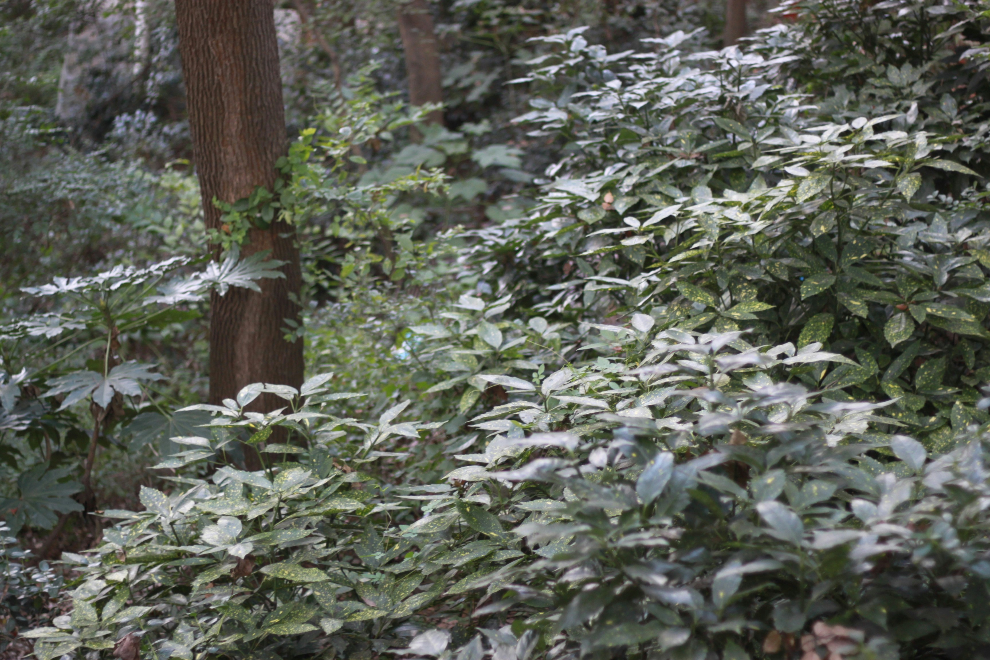 Lush green foliage and trees in a forest