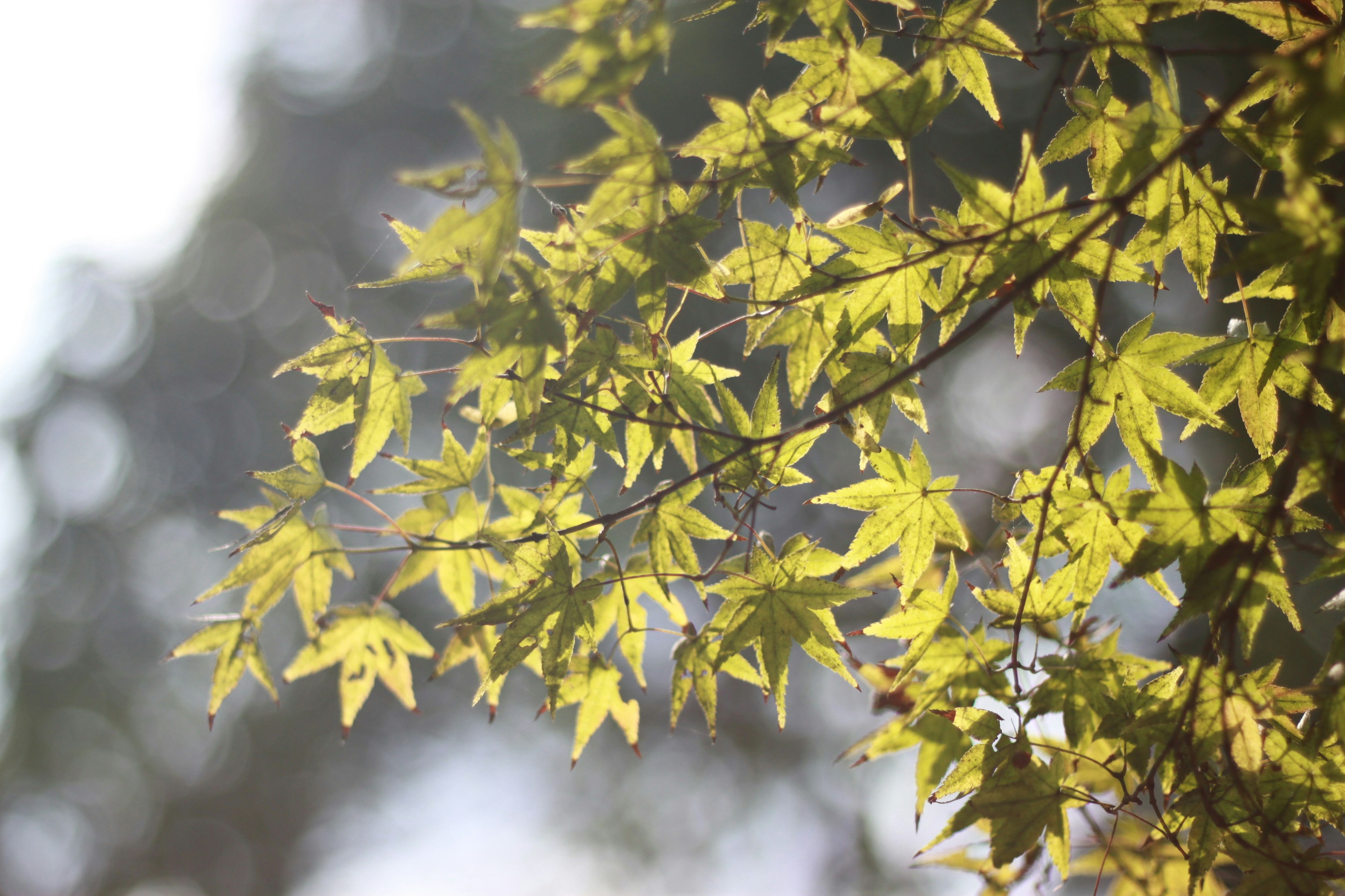Sunlight filters through green maple leaves on a branch.