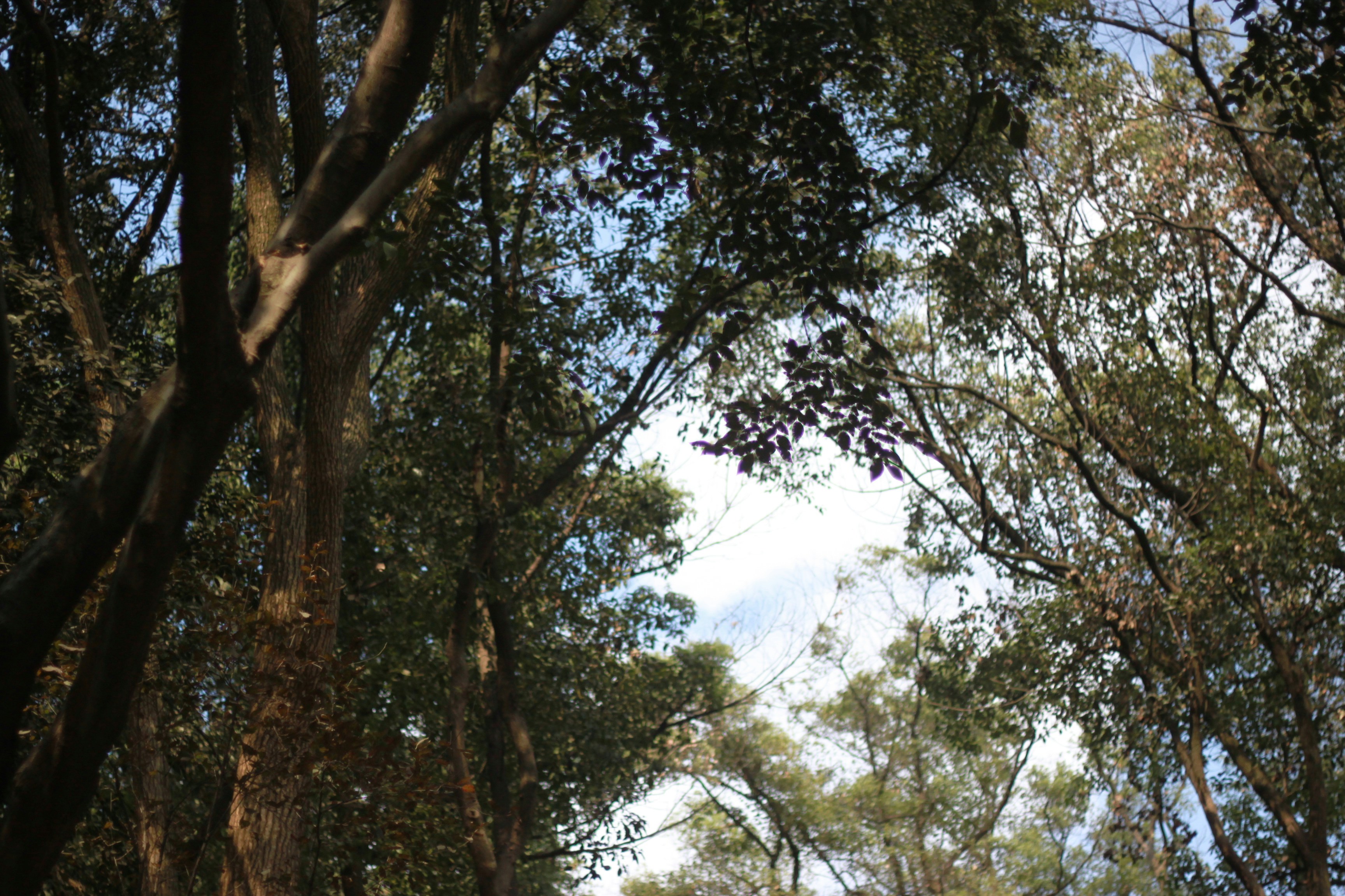 Tall trees with a bright sky visible through branches