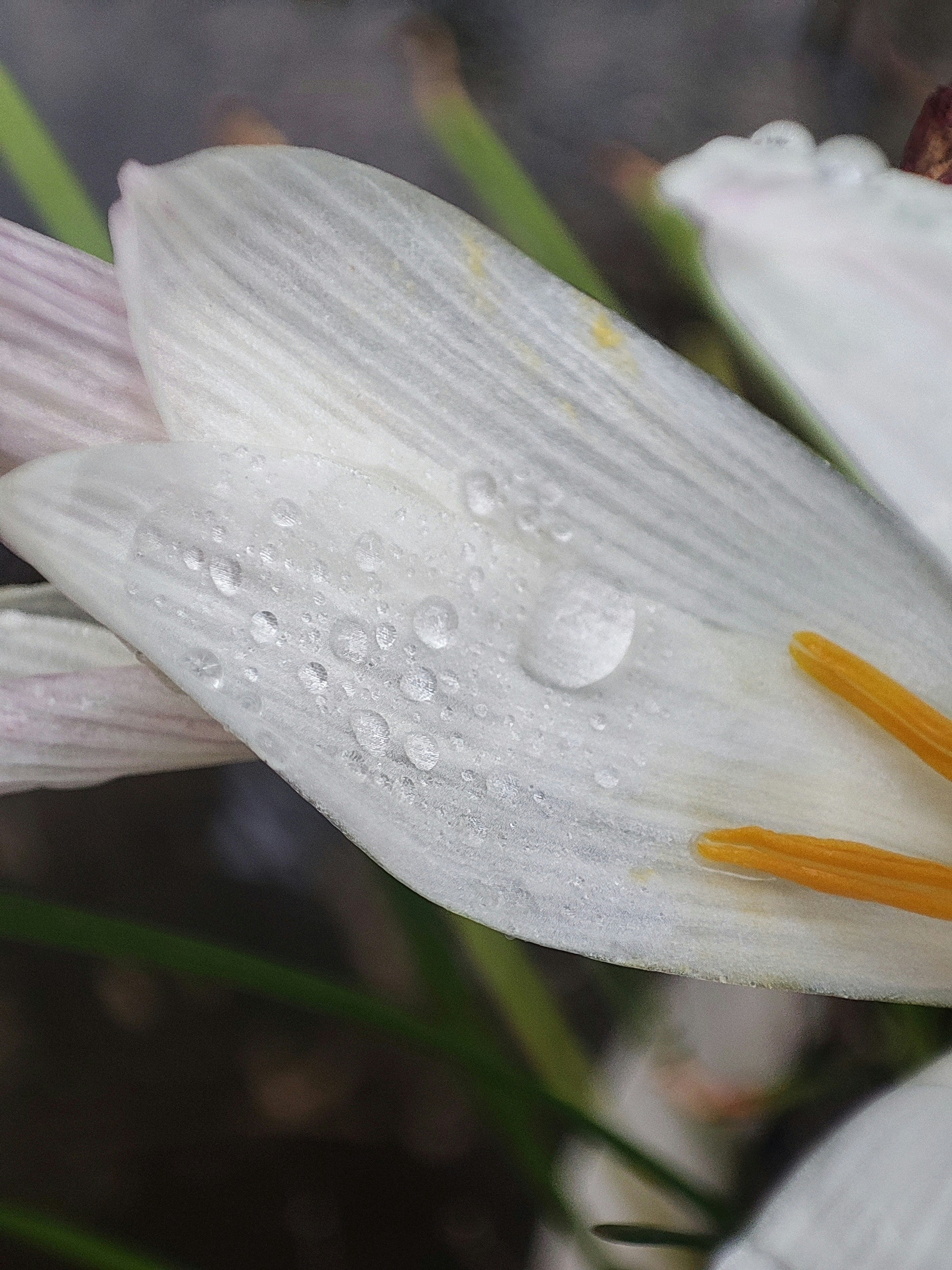 White flower petal with water droplets and yellow stamen