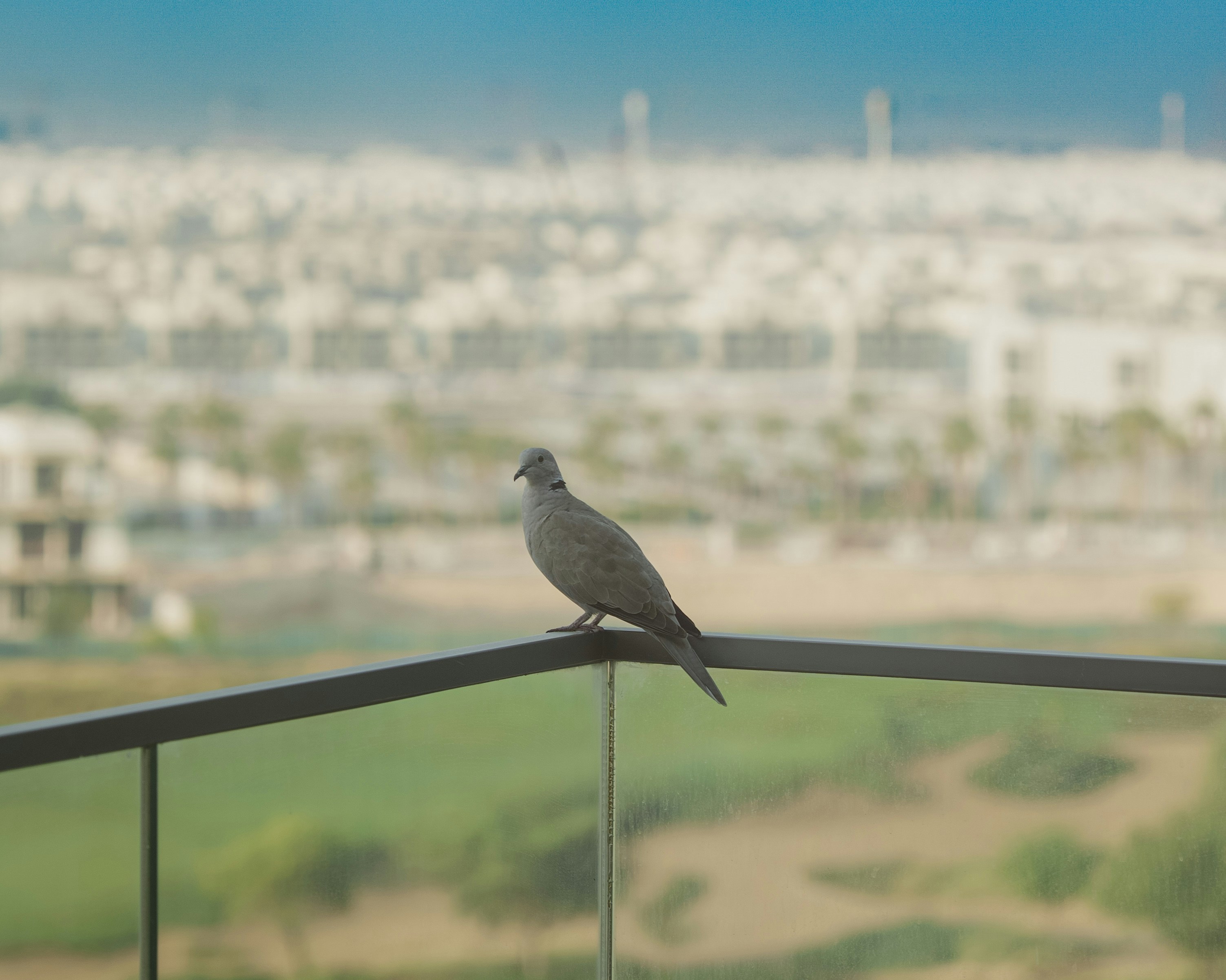A solitary dove observes the city from above, symbolizing peace and freedom. A contemplative moment between nature and urbanism, where the sky meets the metropolis. | A dove perched on a railing with a cityscape background
