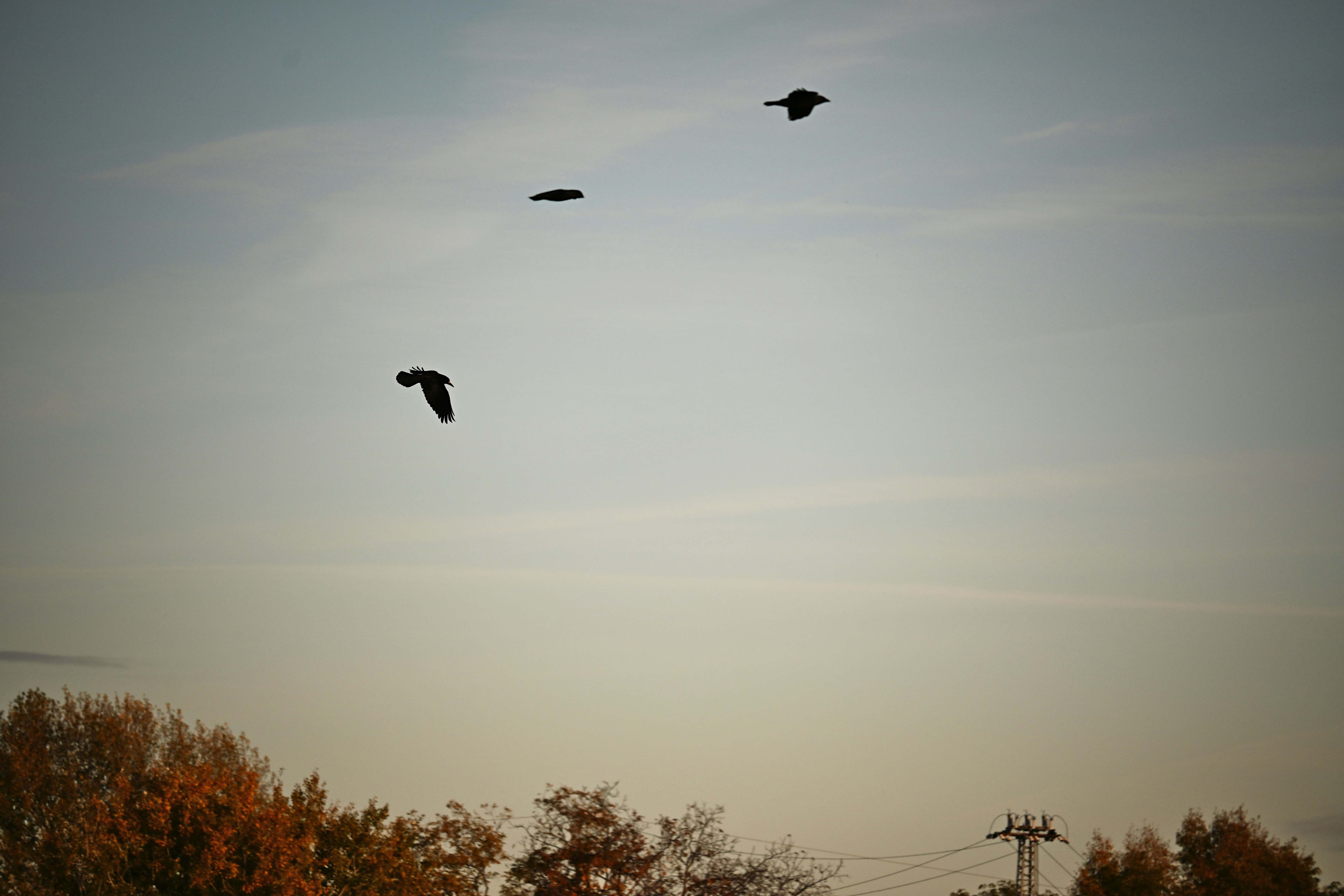 Three birds flying in the sky at sunset. photo – Free Black Image on ...