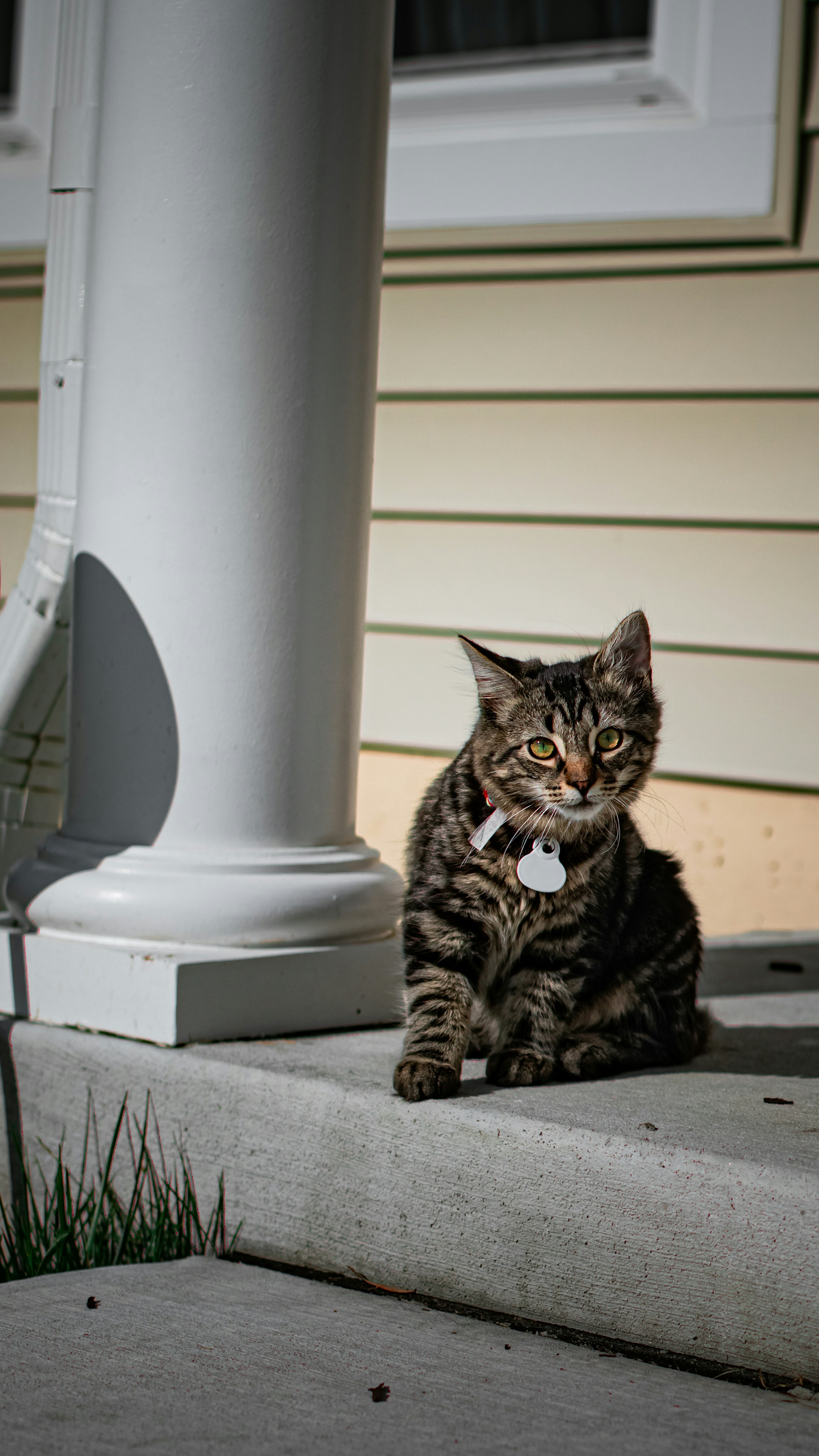 Sunlit Feline at the Porch Pillar
