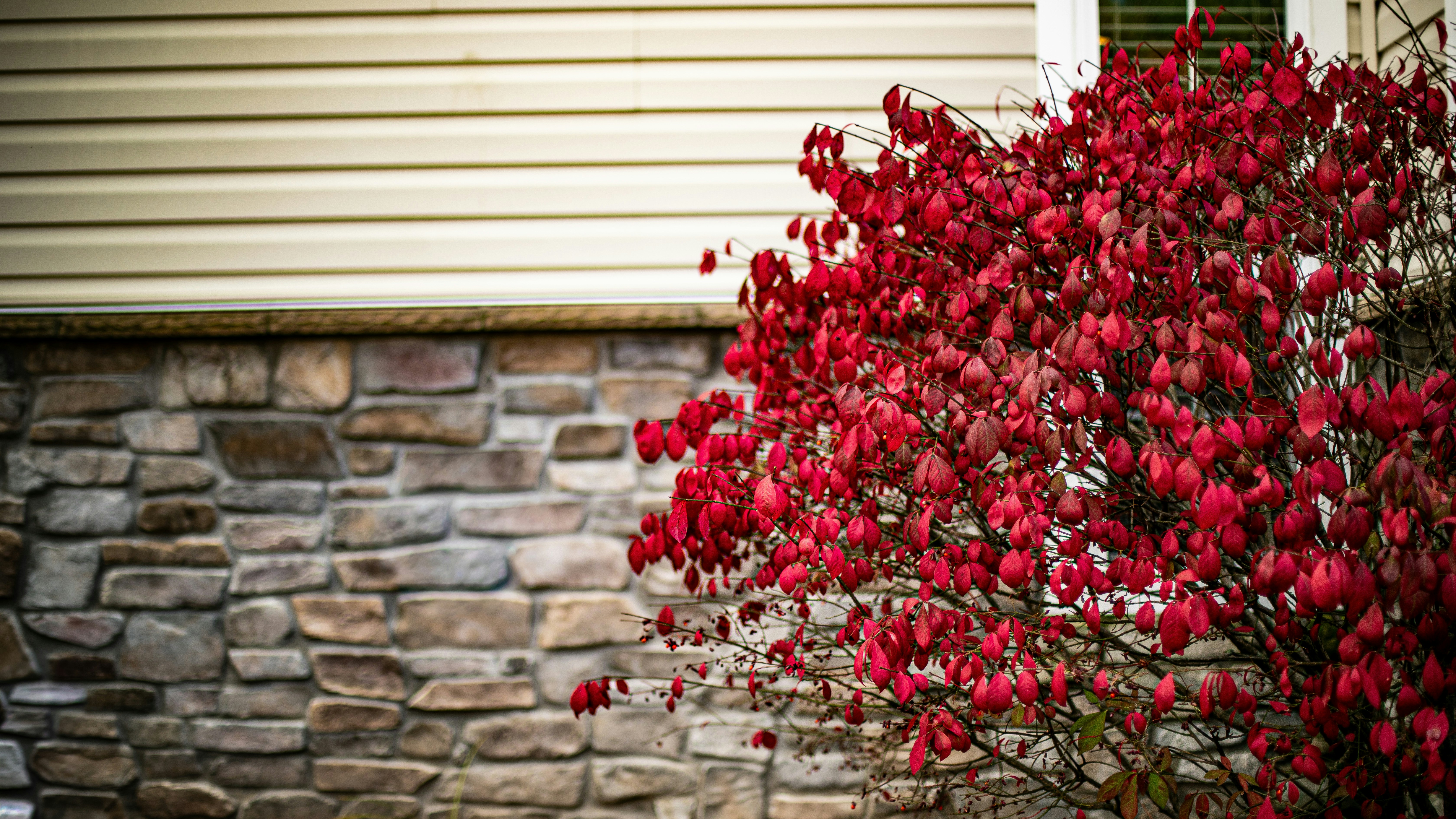Red-leafed bush against stone and siding wall.