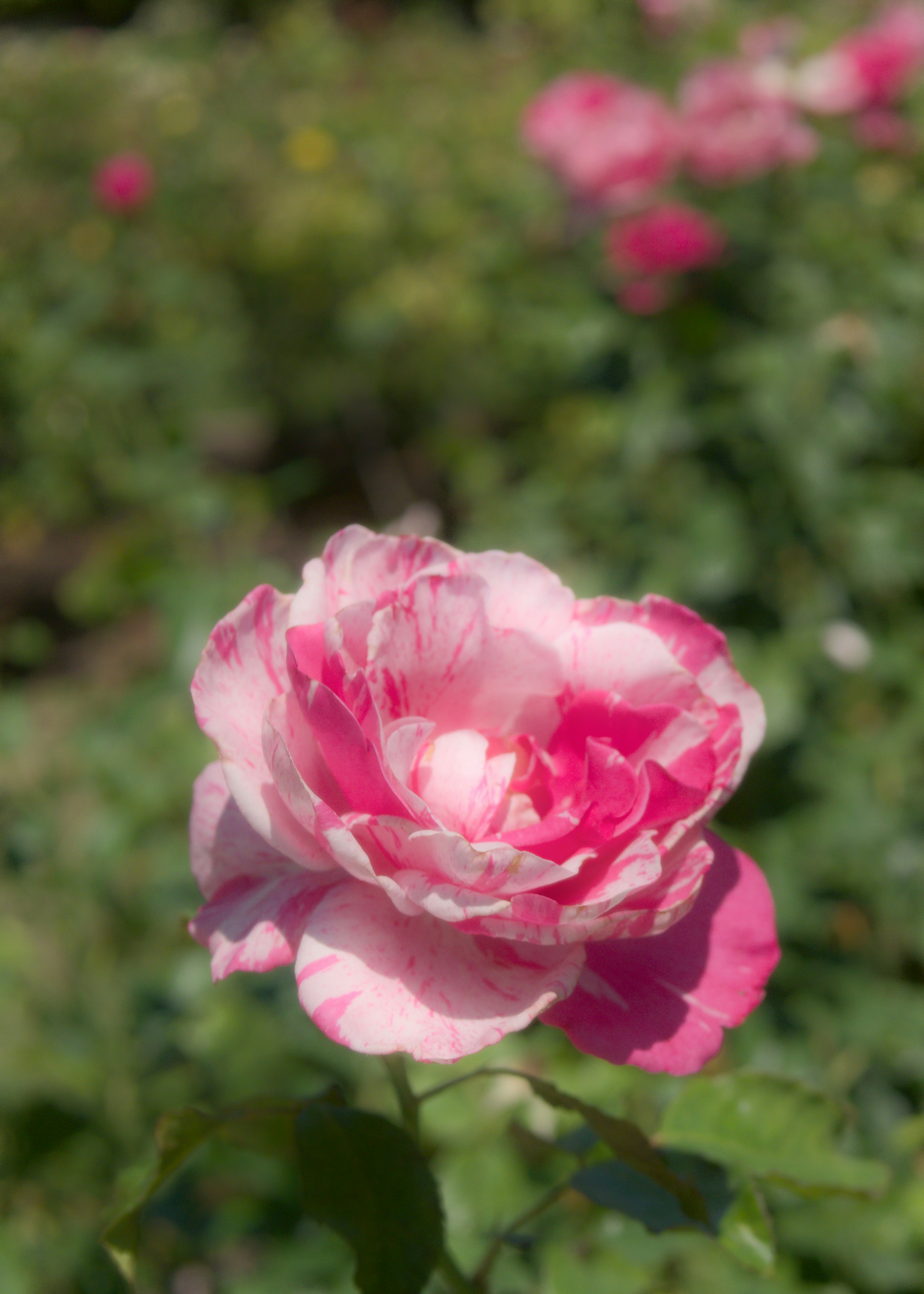 Petal Prism: a pink rose in a soft-focus garden