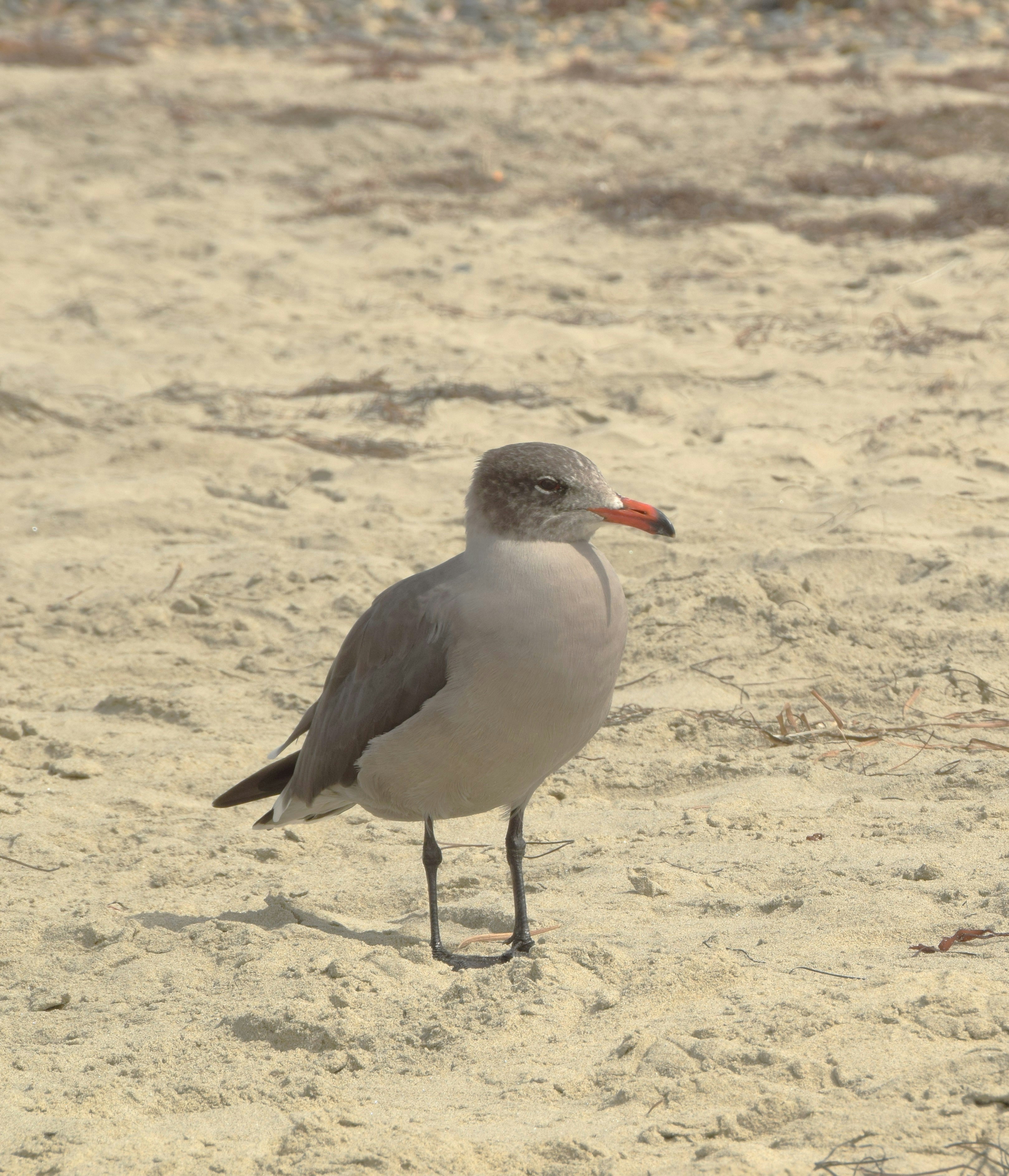 Red-Beaked Gull at the Edge of a Sun-Washed Shore