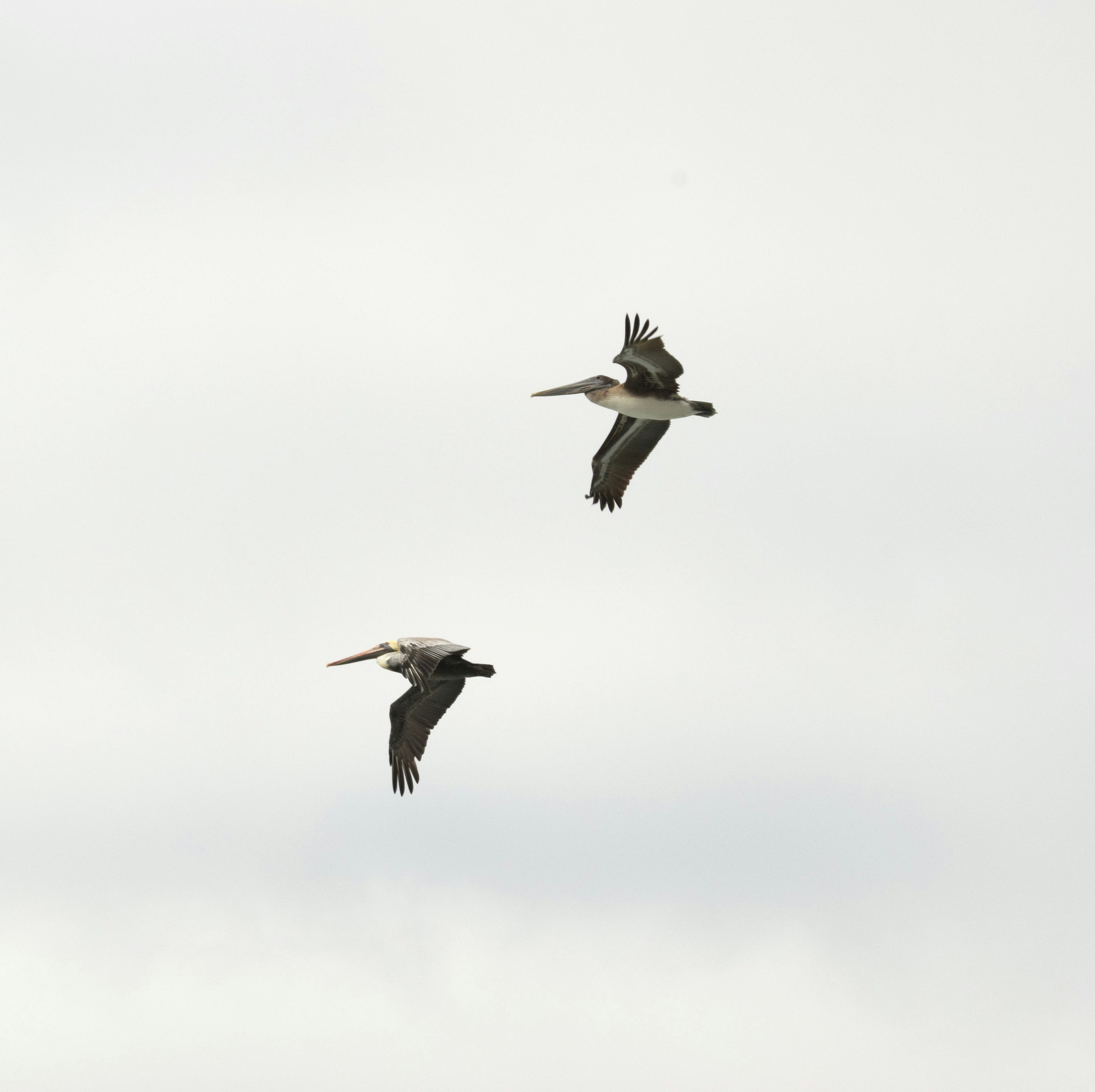 Two pelicans flying in a cloudy sky