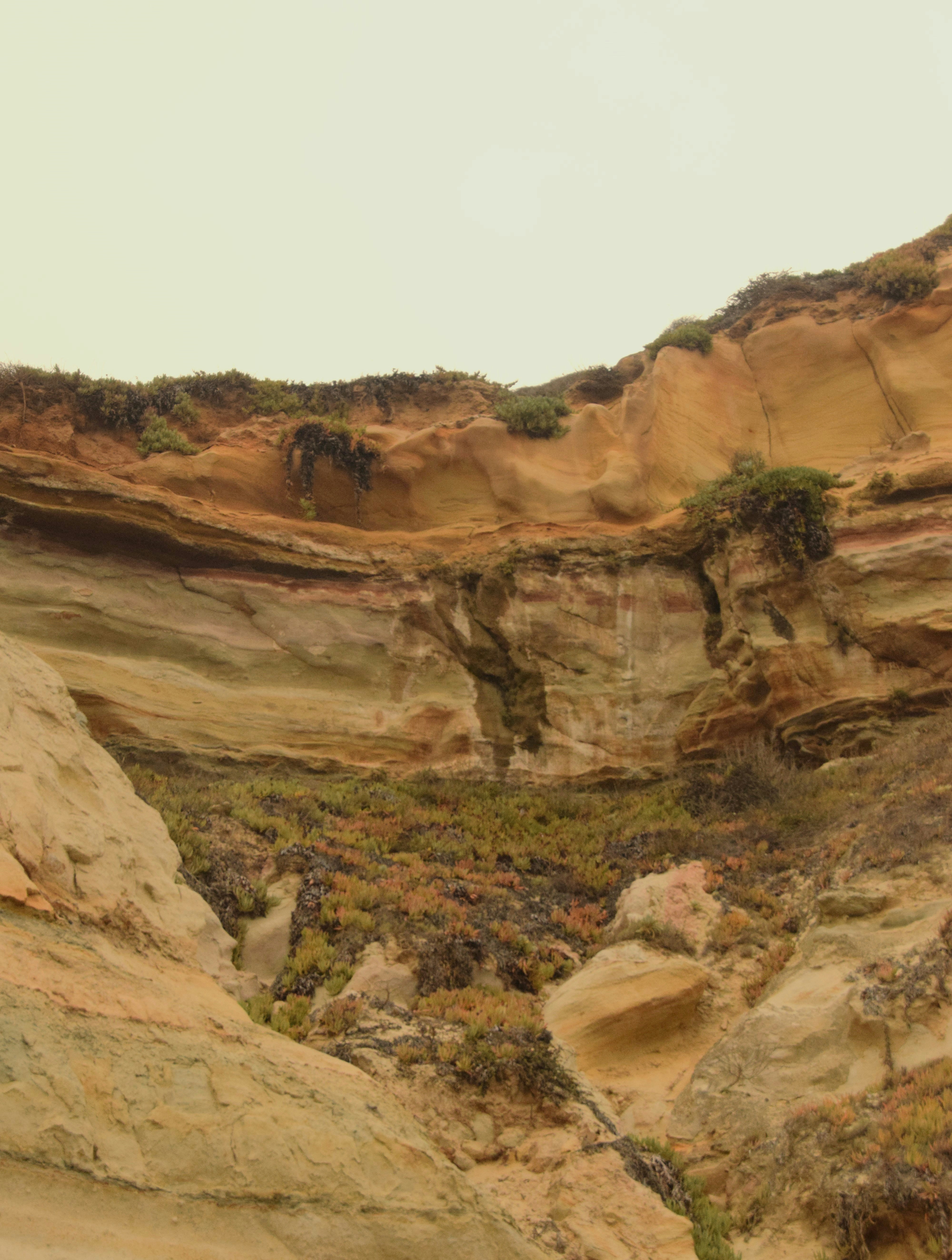 Vibrant layers of rock and vegetation create a striking contrast in a natural canyon setting. The scene highlights the intricate patterns formed by erosion and plant life.