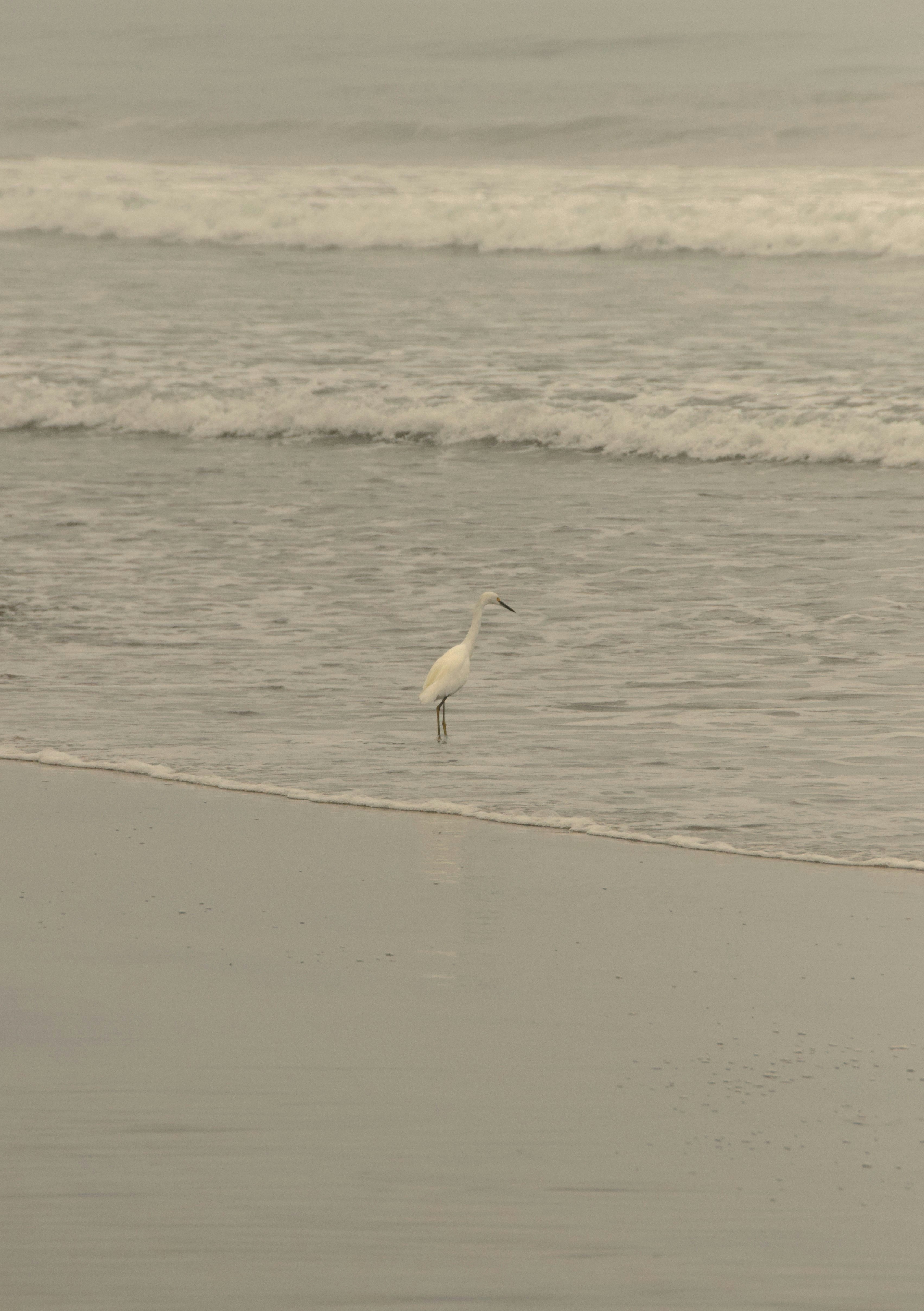 A white egret standing gracefully in shallow waters at the beach, surrounded by gentle waves under a hazy sky.