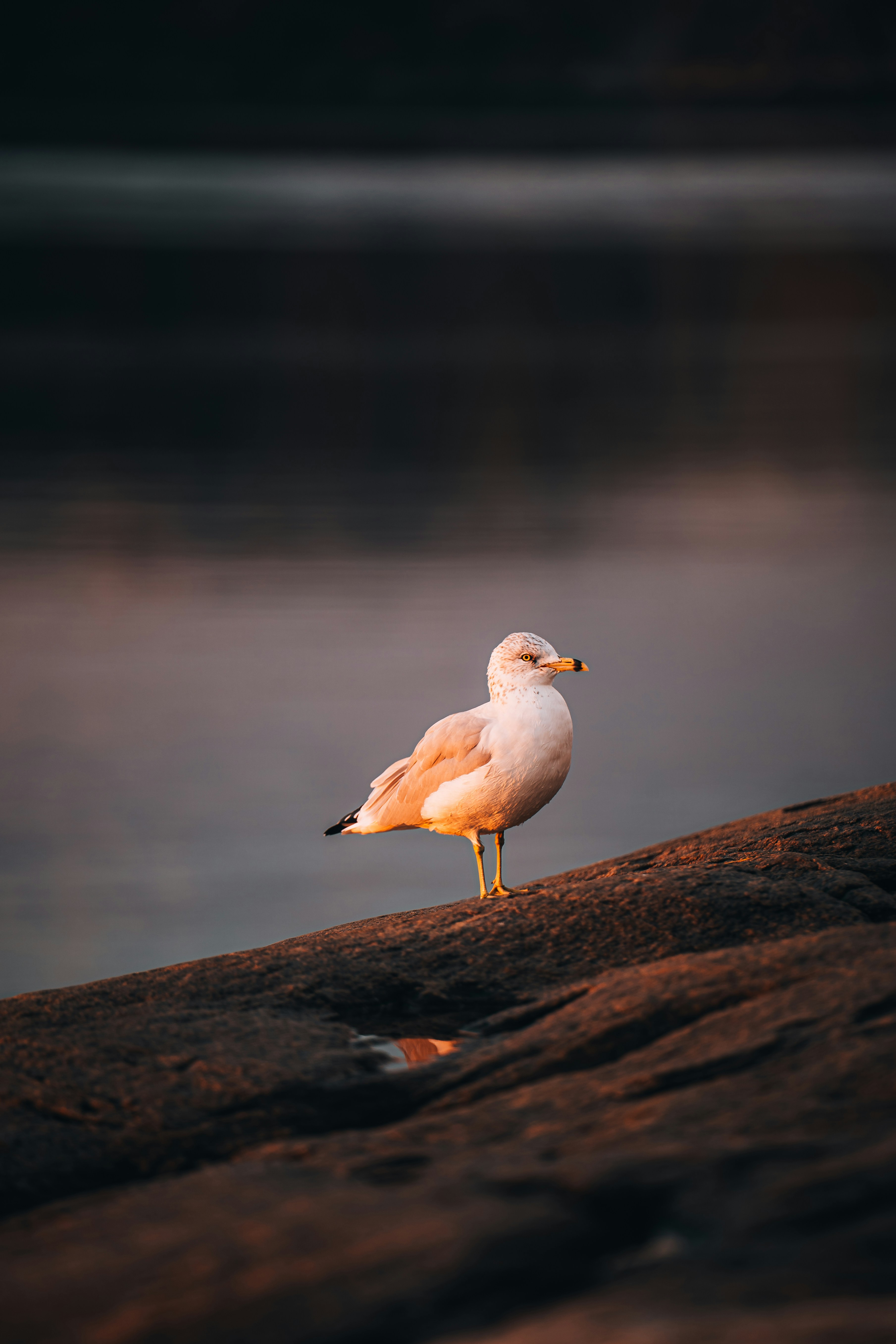 A seagull stands on a rock by the water.
