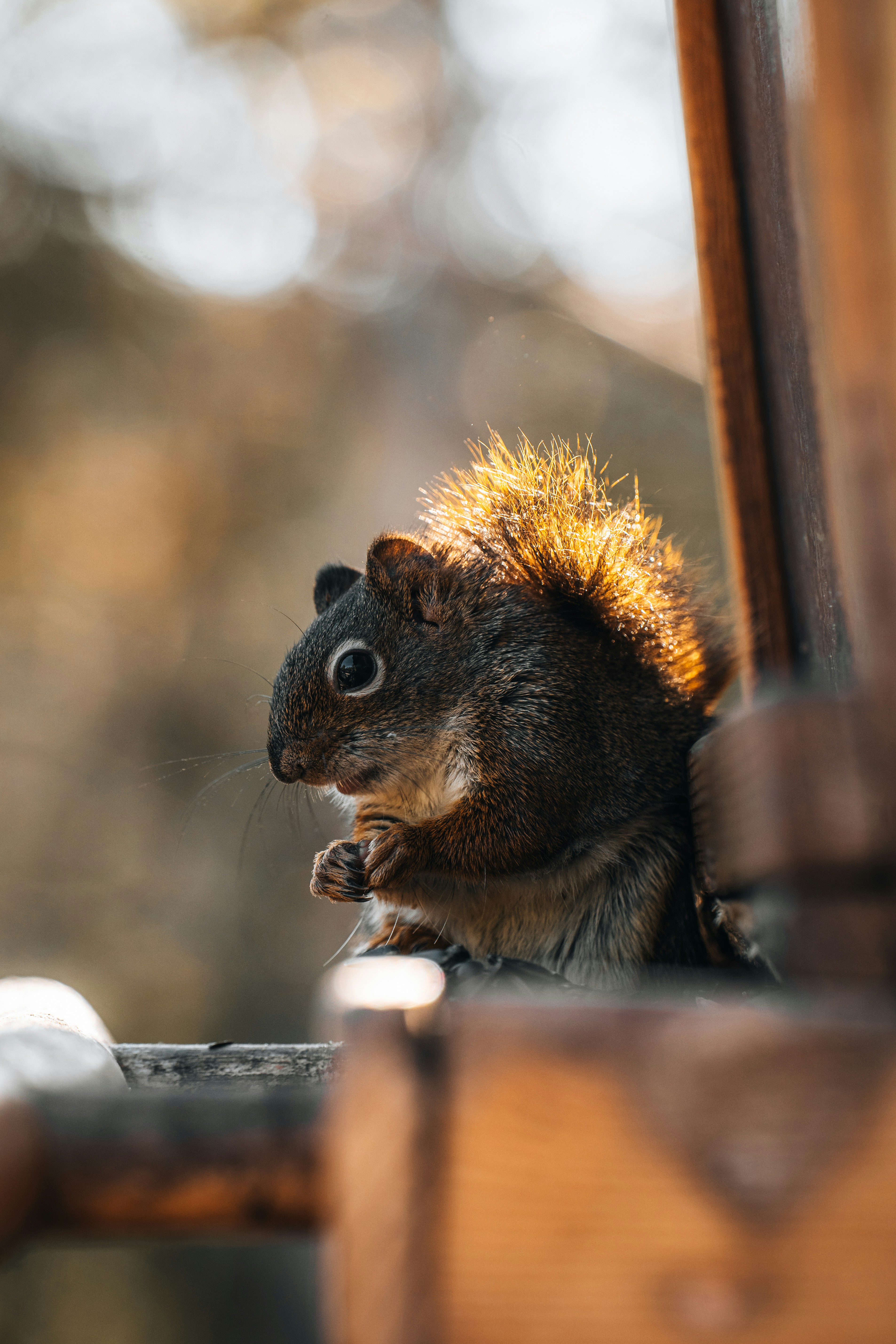 A small squirrel sits on a wooden surface. photo – Free Forest Image on ...
