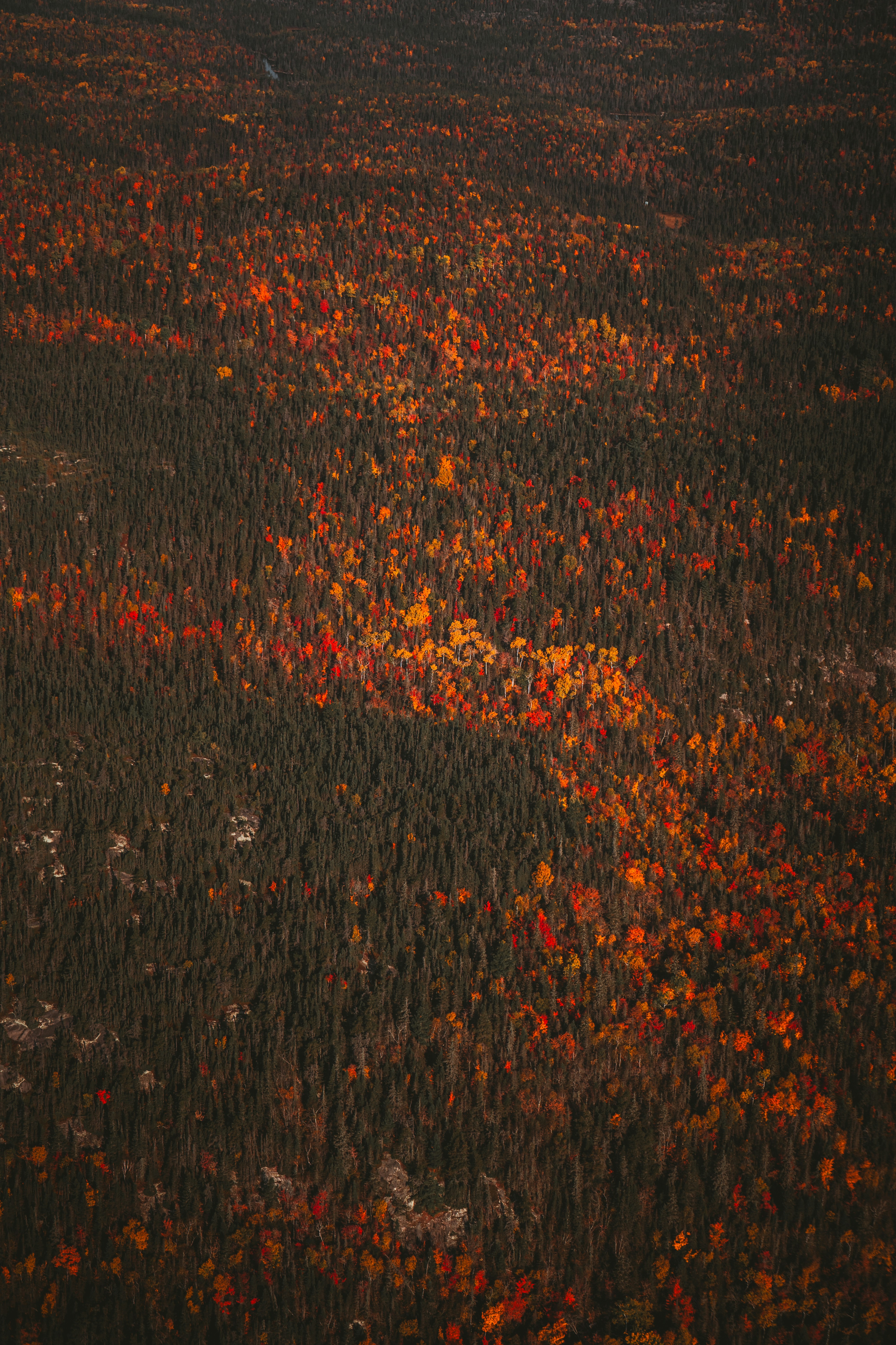 Autumn's Tapestry: A Forest in Transition
