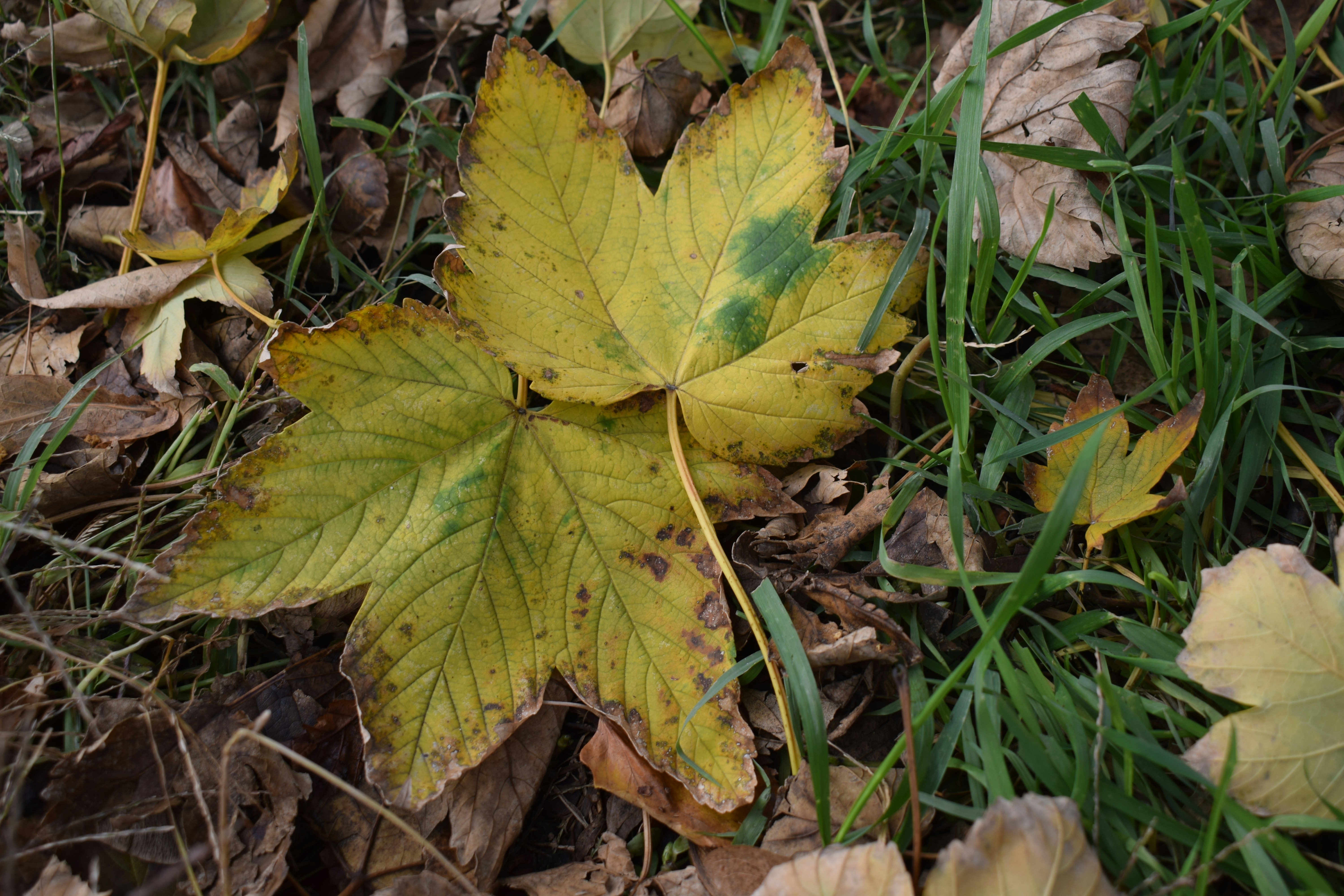 Yellow autumn leaves on the ground