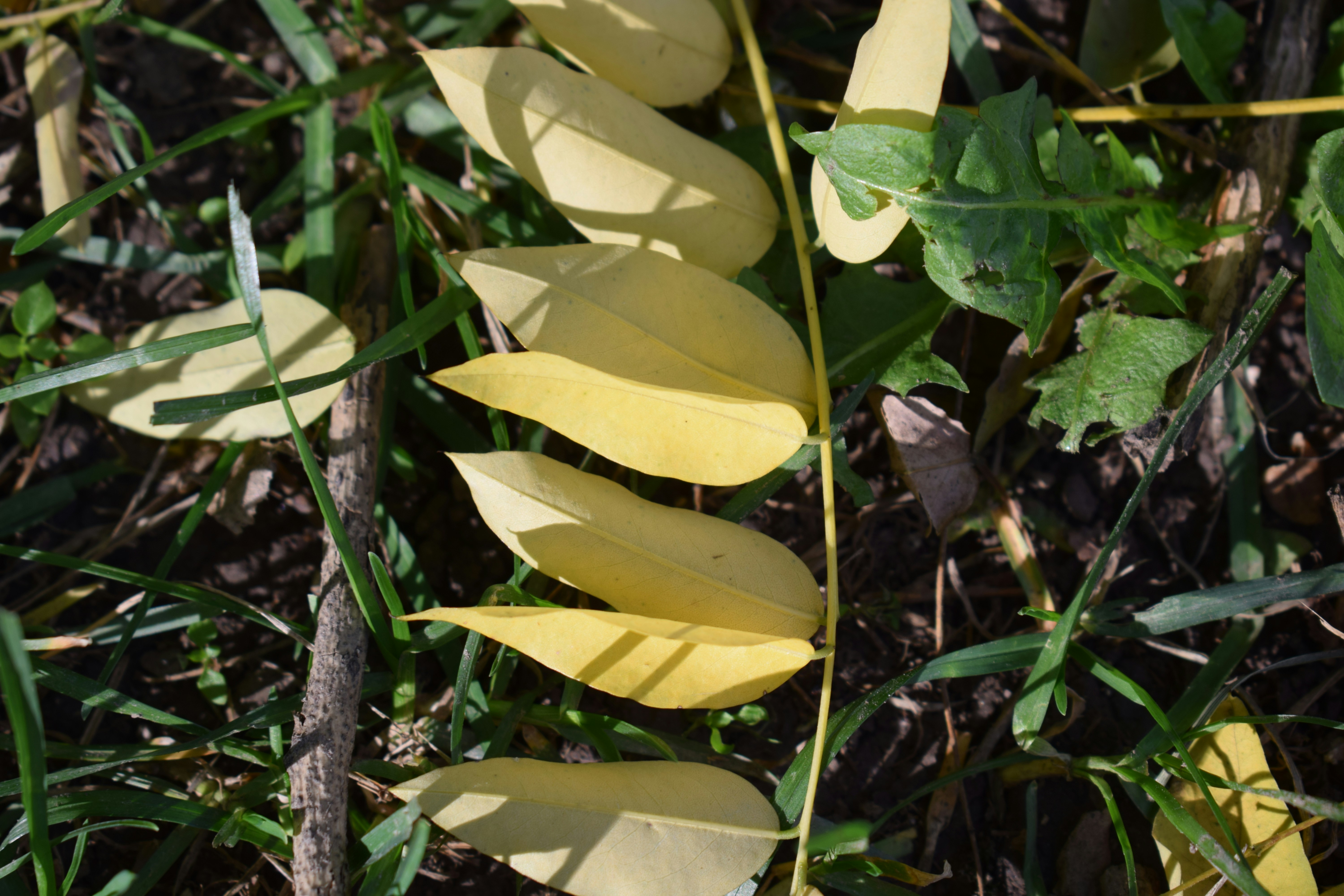 Golden Leaflets Along a Green Vein: Close-Up of Quiet Foliage