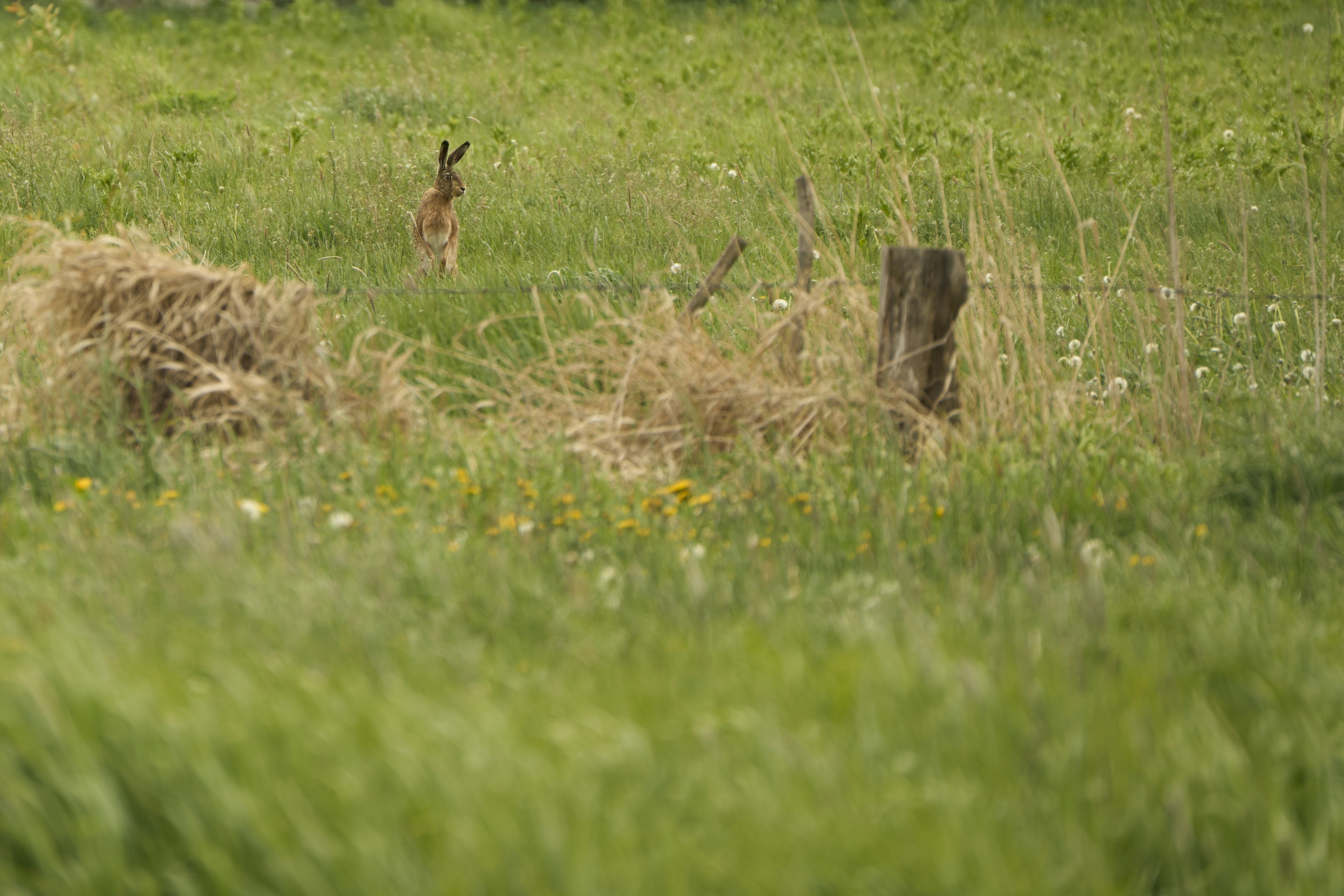 dieser Hase hatte mich wohl nicht gesehen und setzte sich auf um sich umzuschauen, ich bin still stehen geblieben und konnte ein paar Bilder machen. | A hare stands in a grassy field.