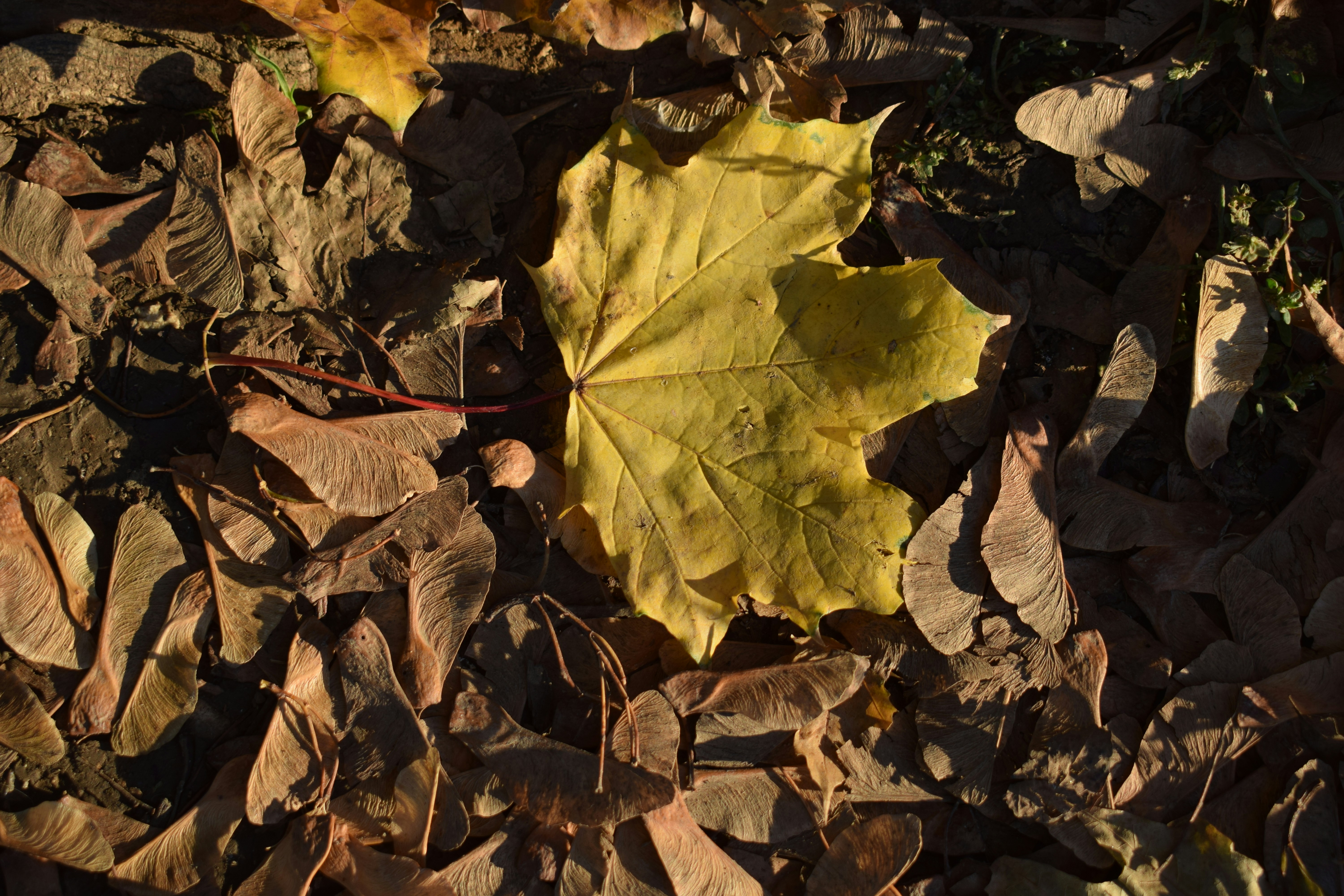 A vibrant yellow maple leaf stands out among a carpet of dried leaves, symbolizing the transition of seasons.