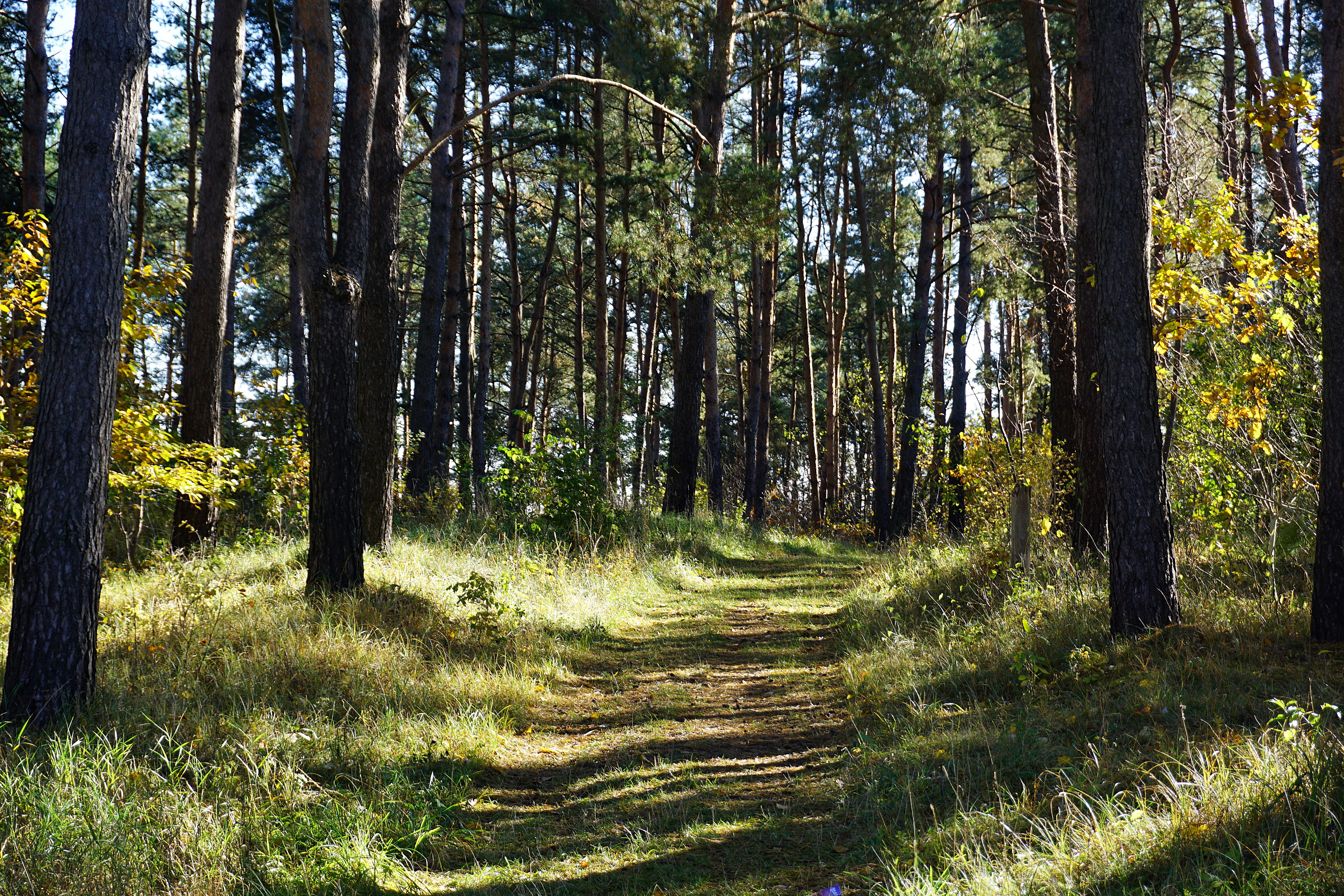 Serene forest path lined with tall trees and dappled sunlight filtering through the leaves. The vibrant greenery invites exploration.
