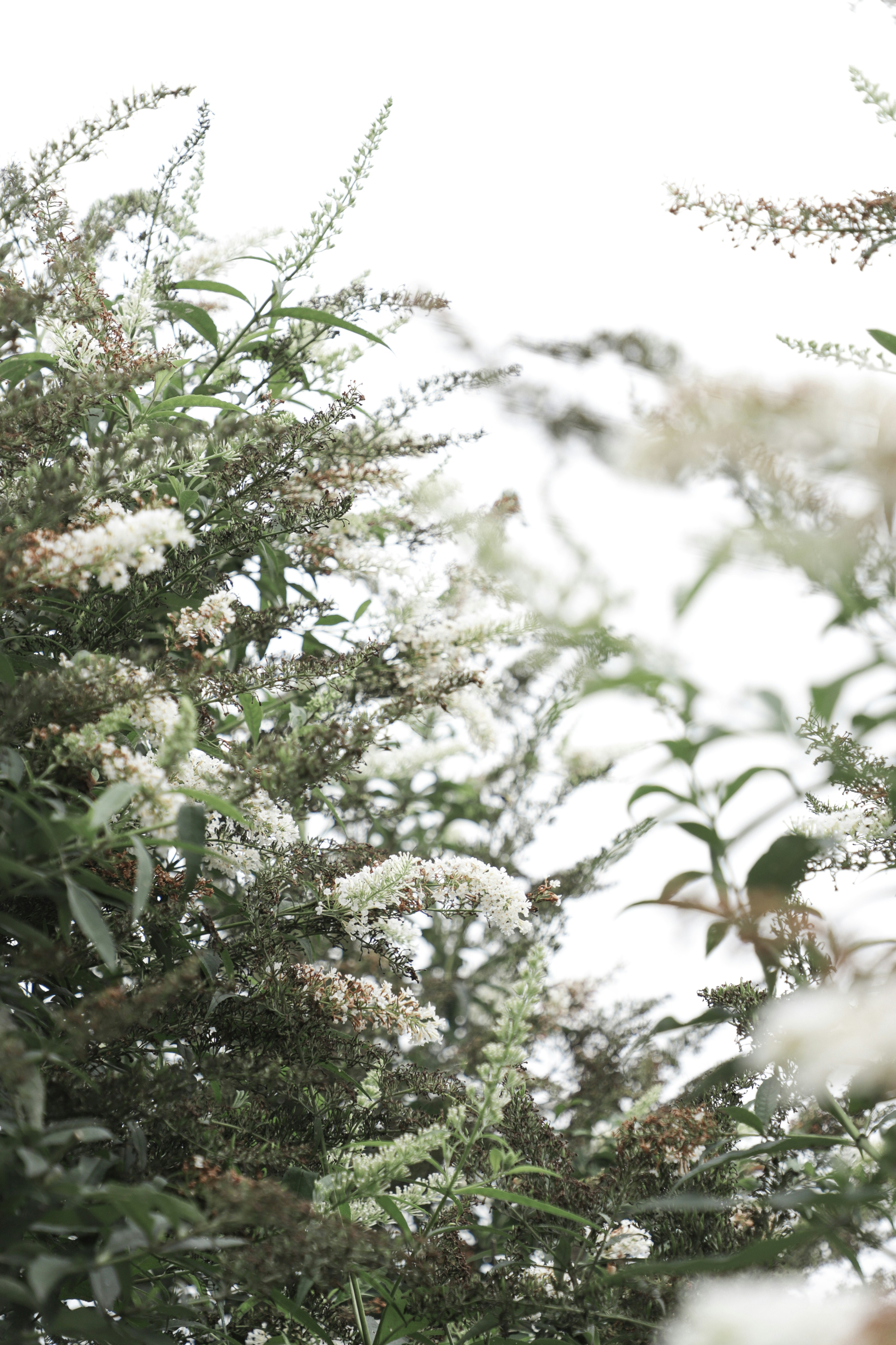 Whispers of Nature: A Floral Embrace