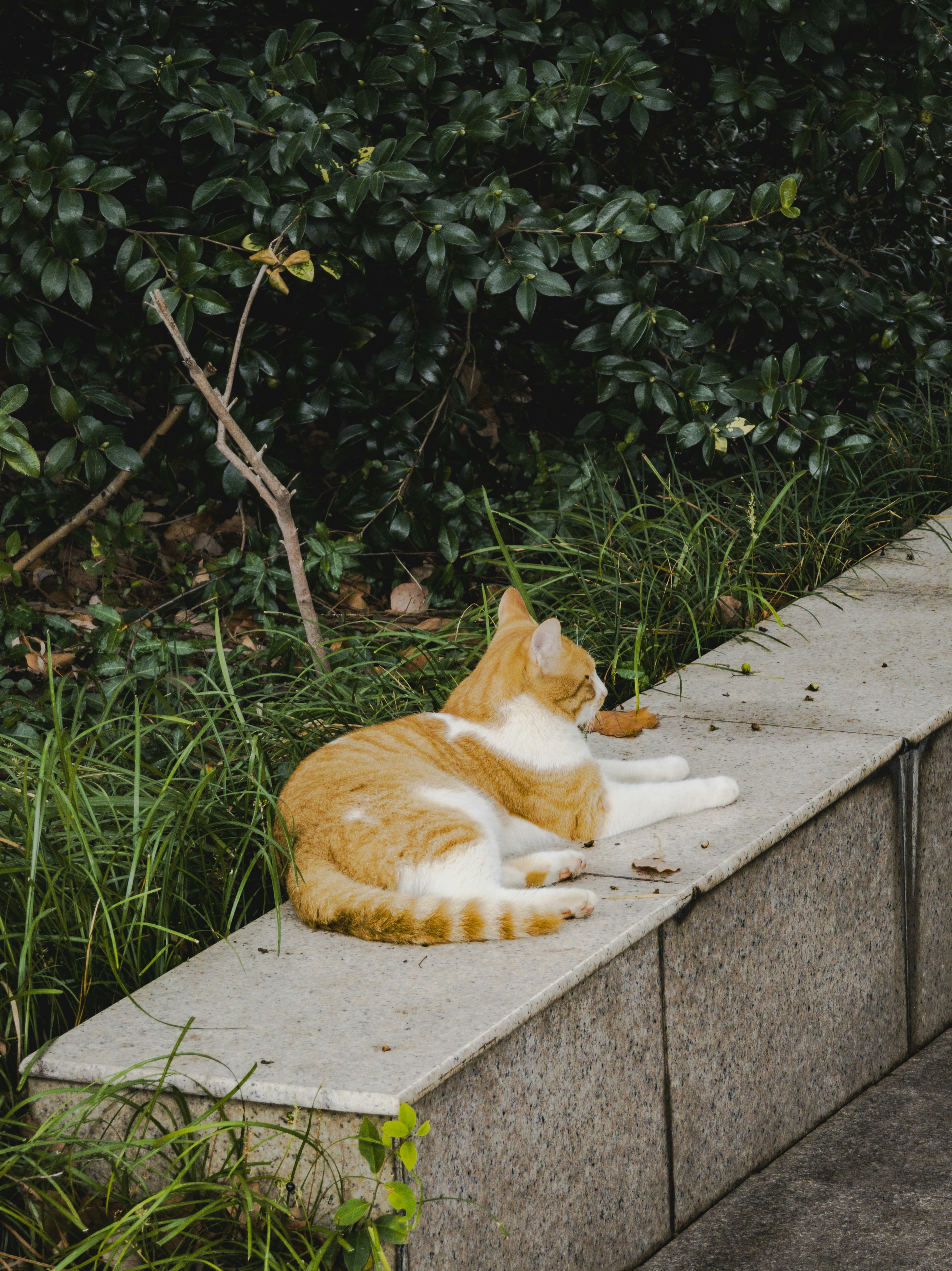 A cute orange cat resting in the forest. | Orange and white cat resting on stone ledge.
