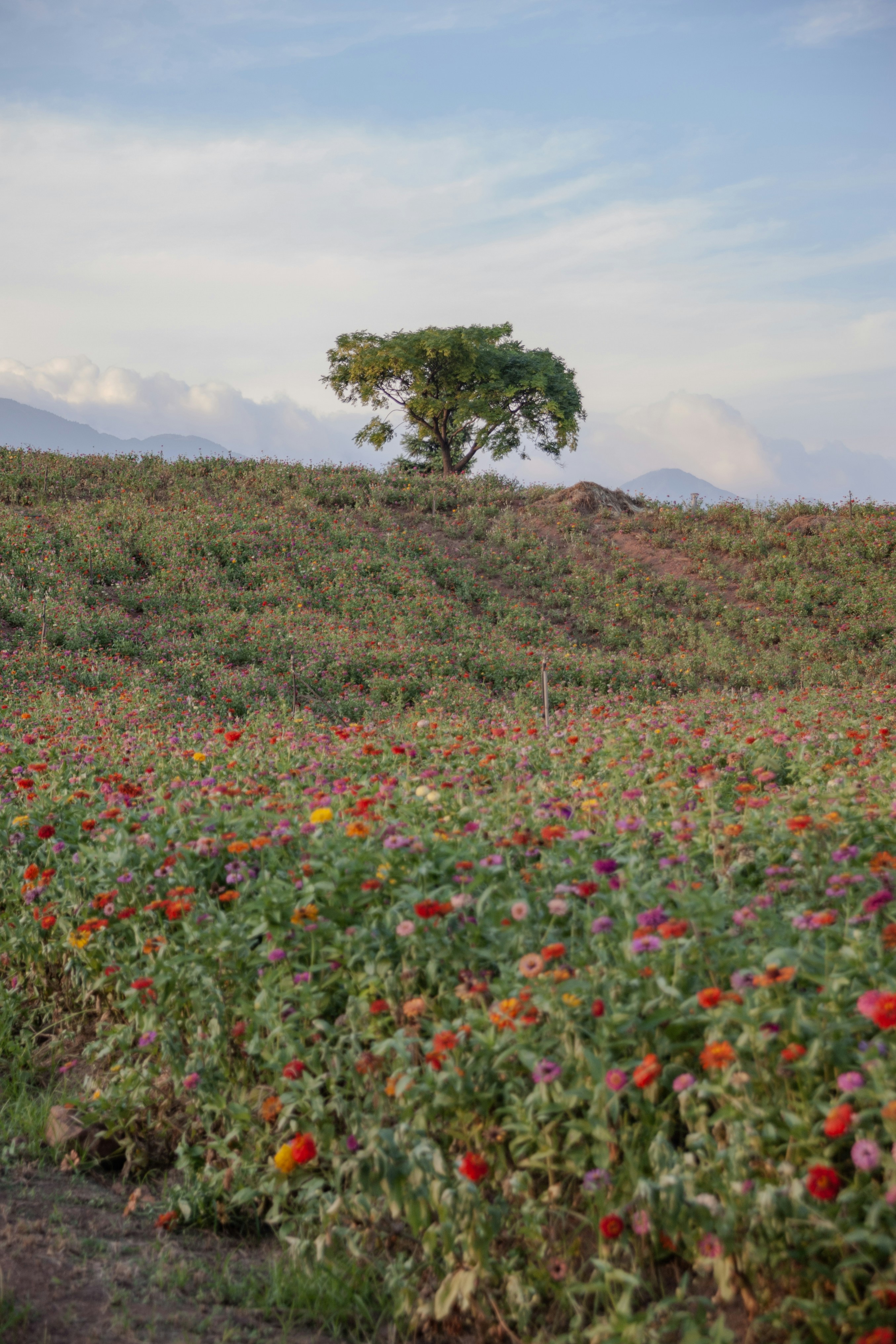 Solitary Sentinel Amidst Floral Waves