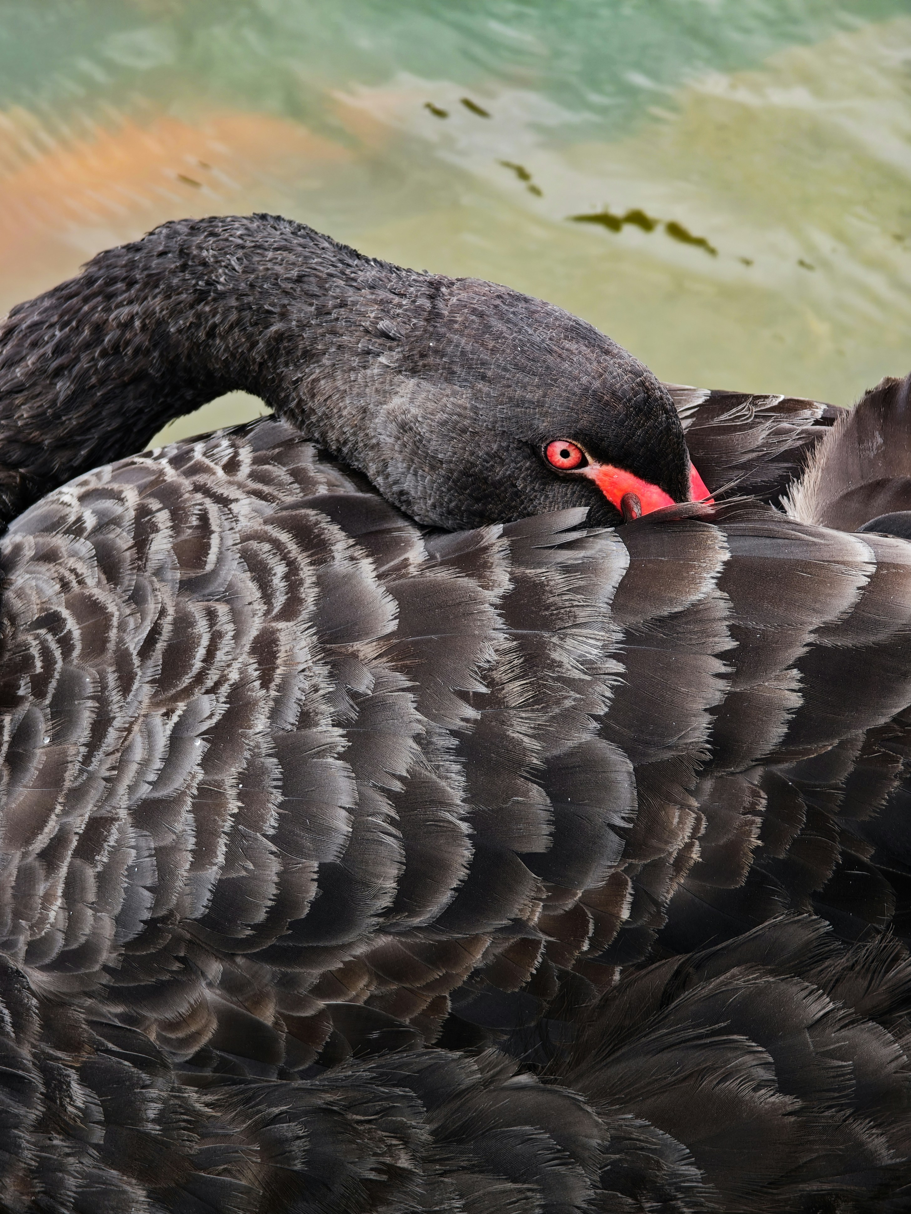 The black swan is handsome even when it buries its head into its feather. Look at its red eyes!!! WOW!!! | A black swan rests its head on its back.