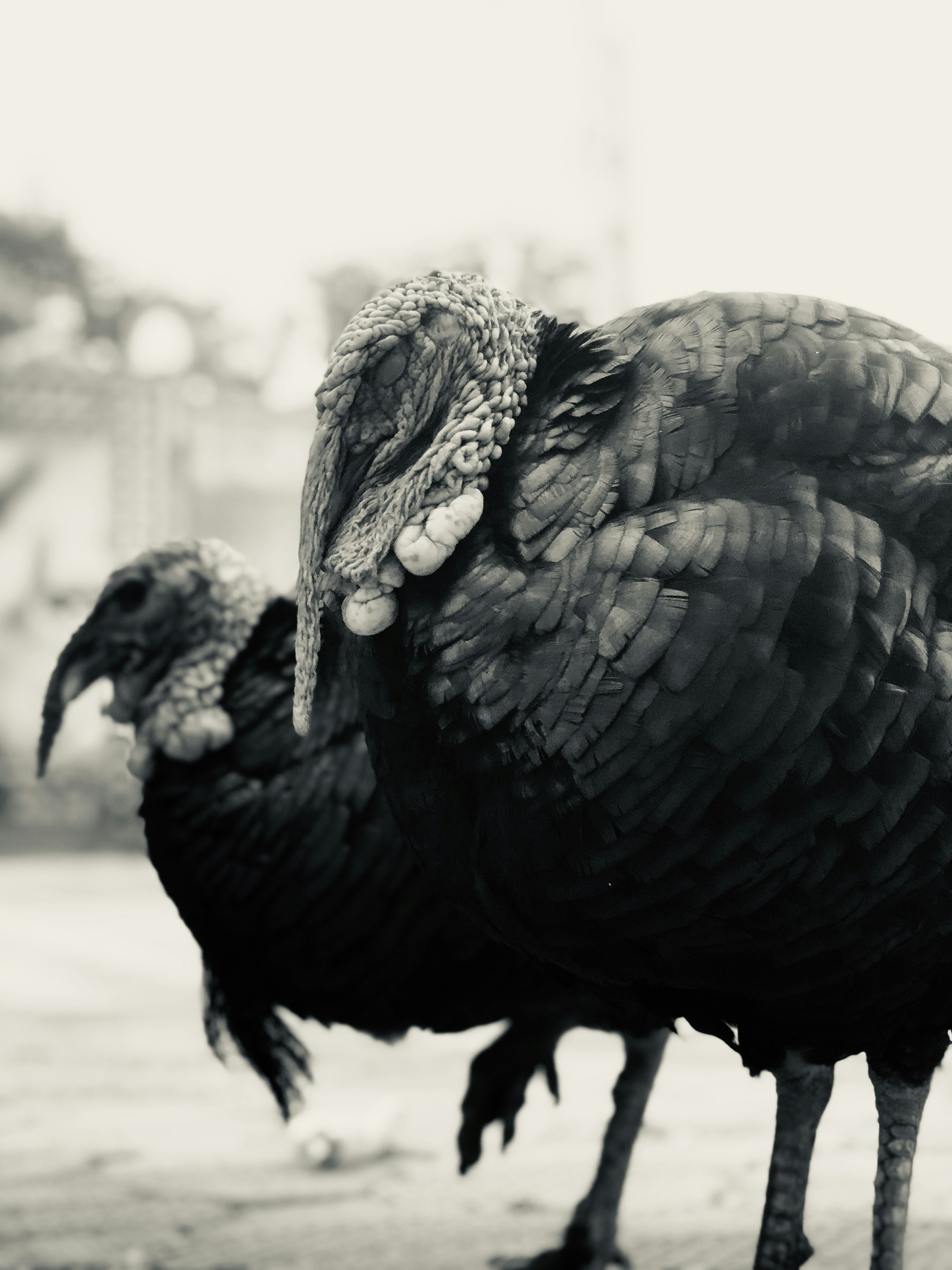 Feathered Guardians of the Farmyard
