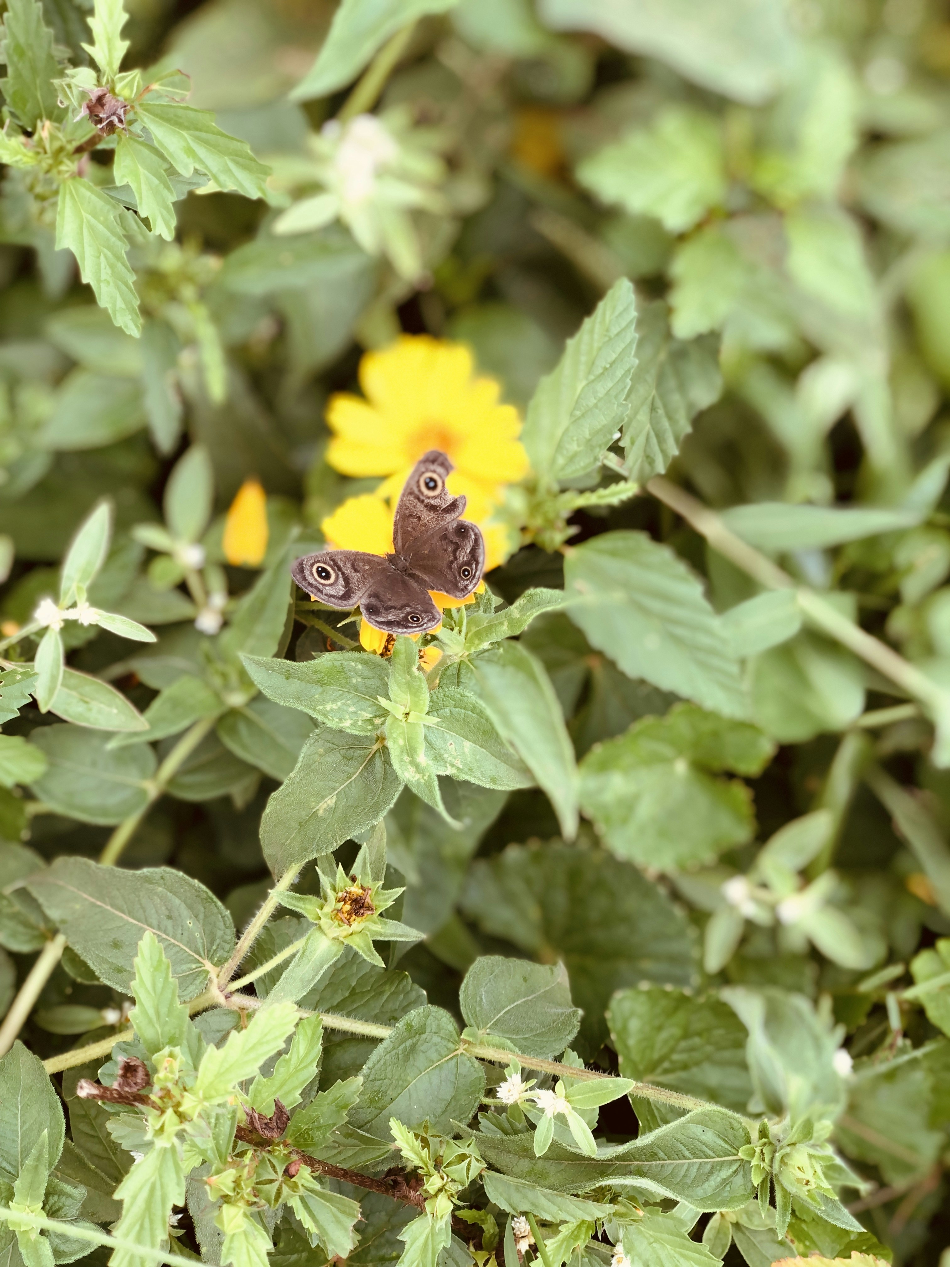 Brown butterfly resting on a yellow flower.