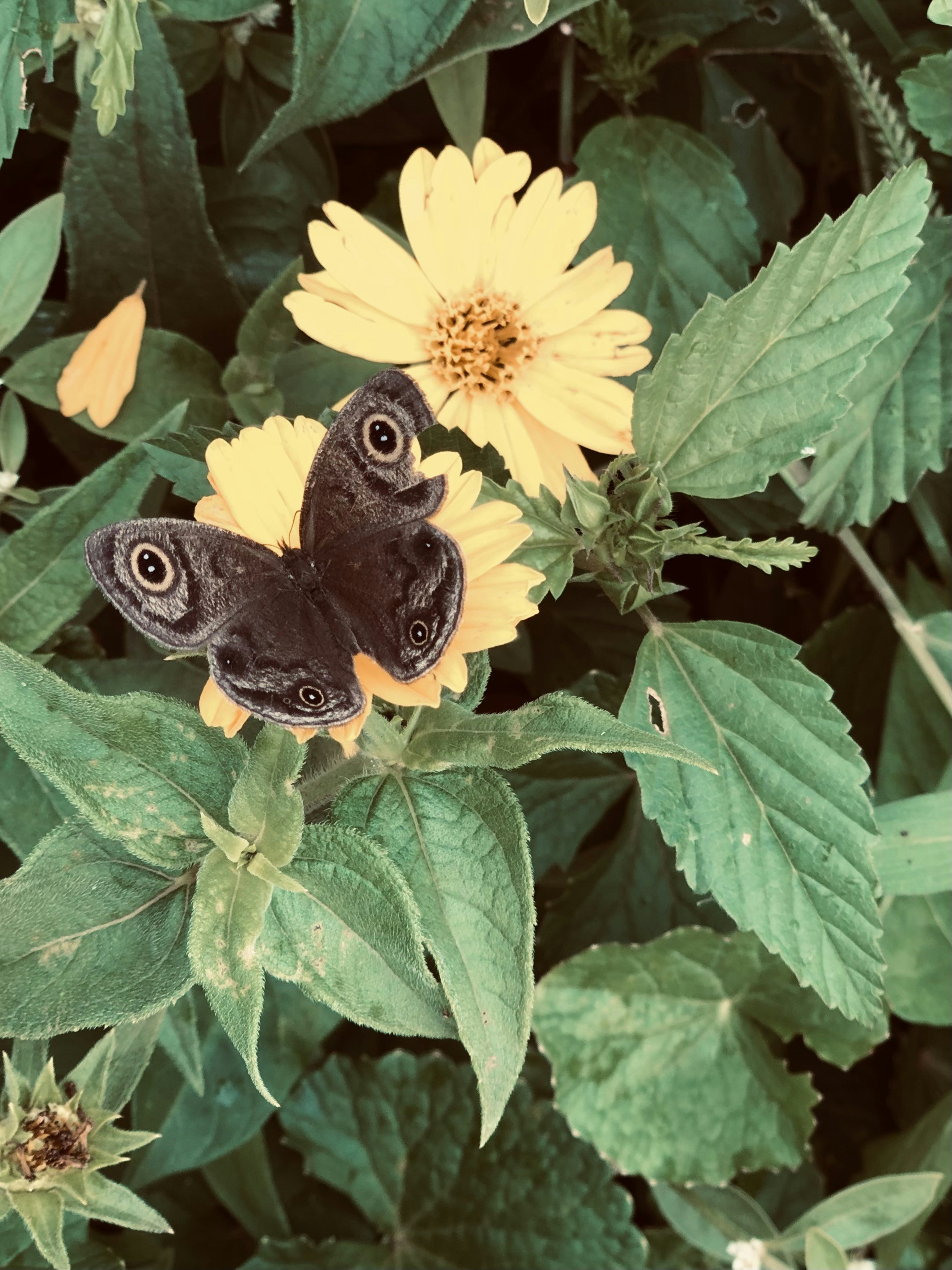 Photo by Athieno Joy with Apple iPhone X