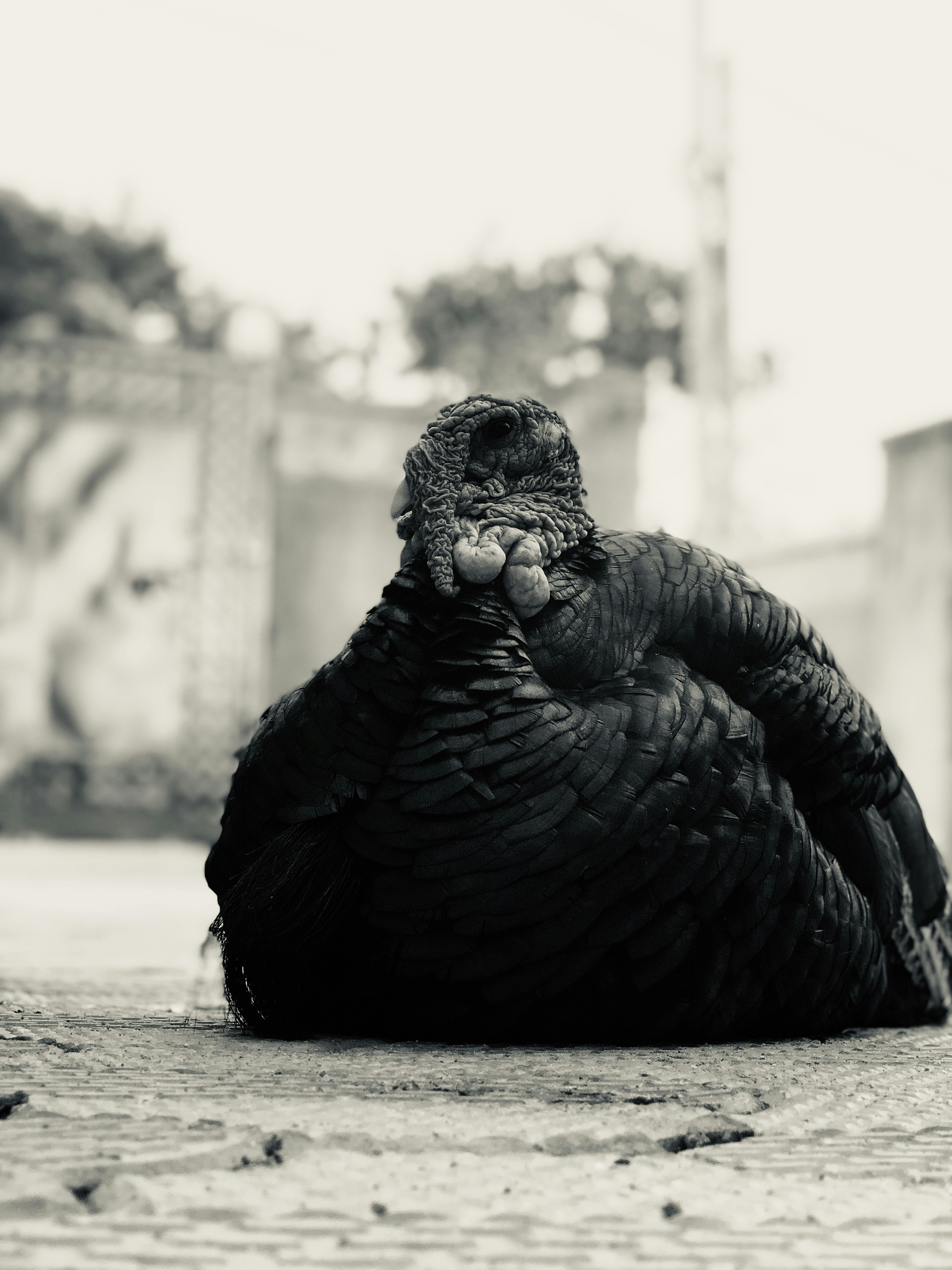 A black turkey sits on a stone path.