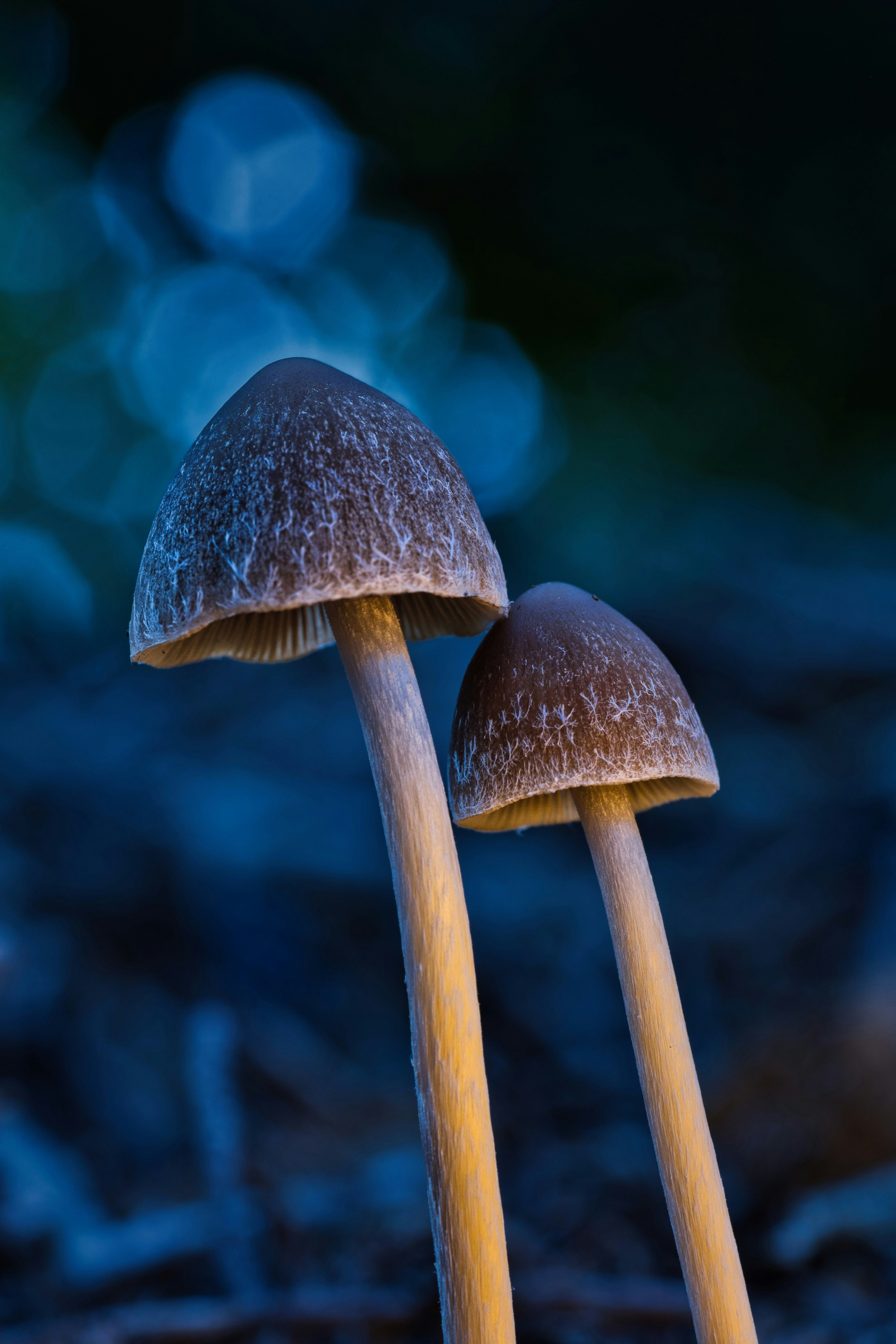 Two Moonlit Mushrooms: Velvet Caps Reaching Toward the Cool Night