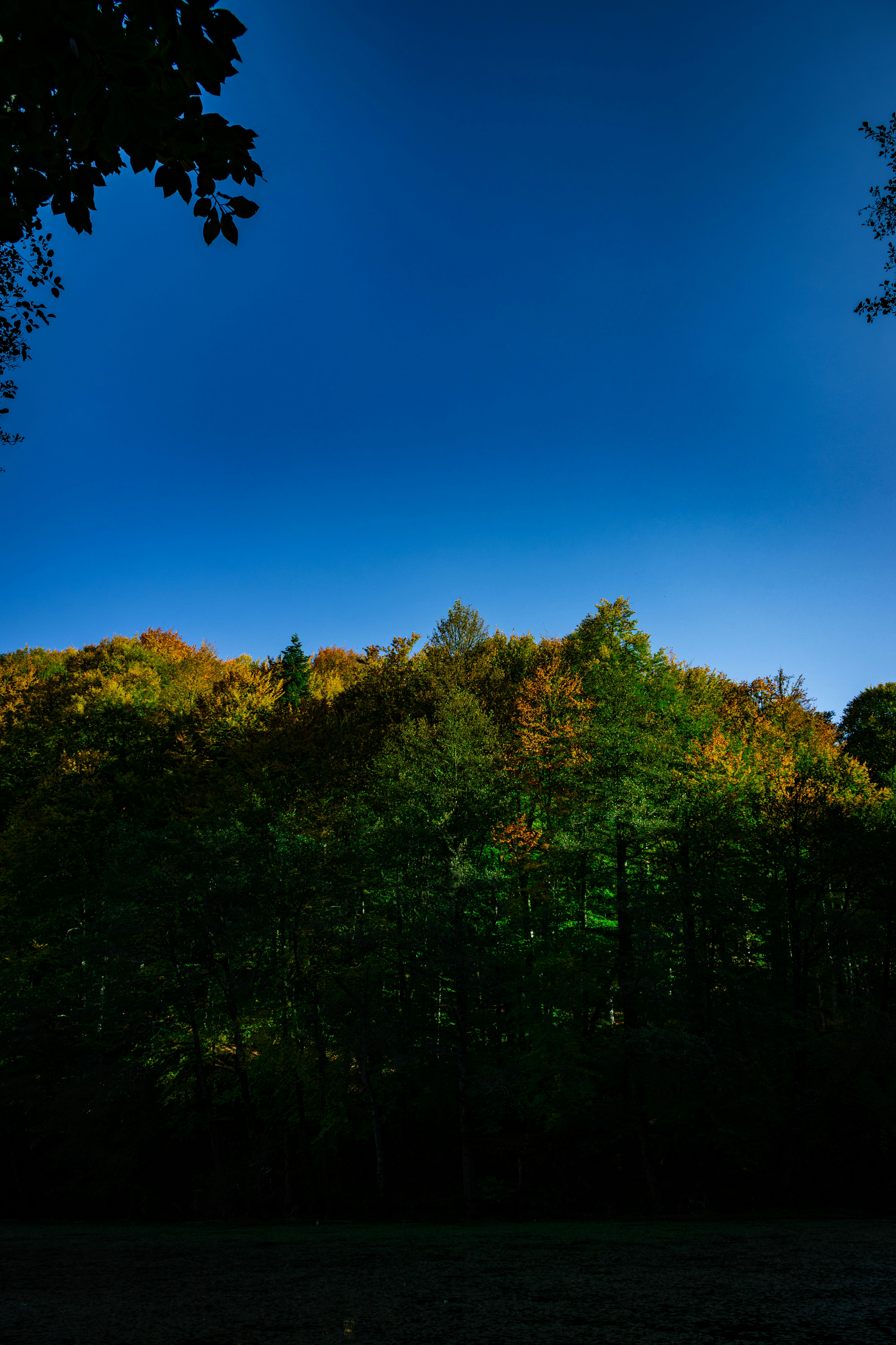 Autumn's Embrace: A Tapestry of Color
