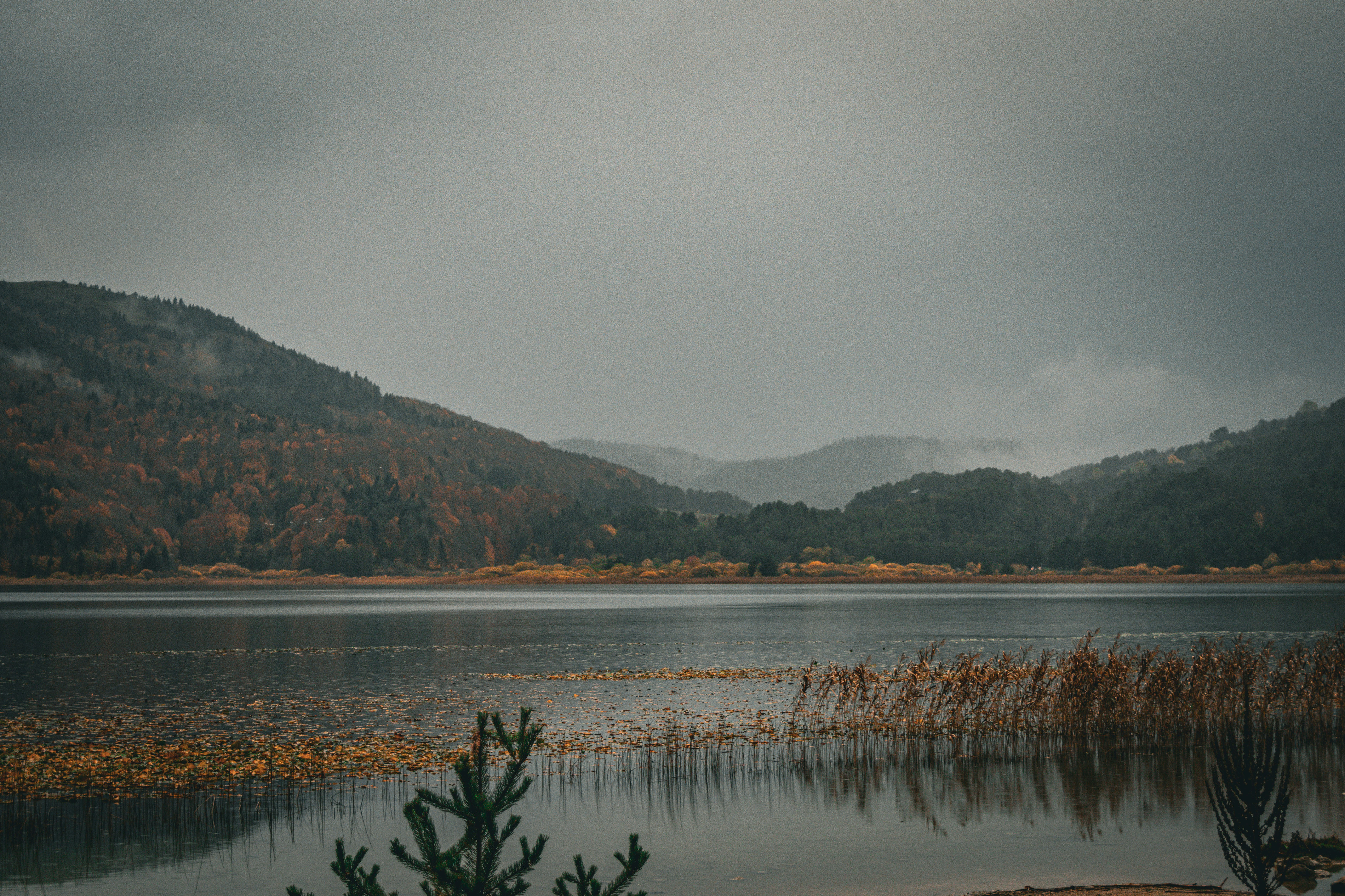 Misty mountains overlook a calm lake with reeds