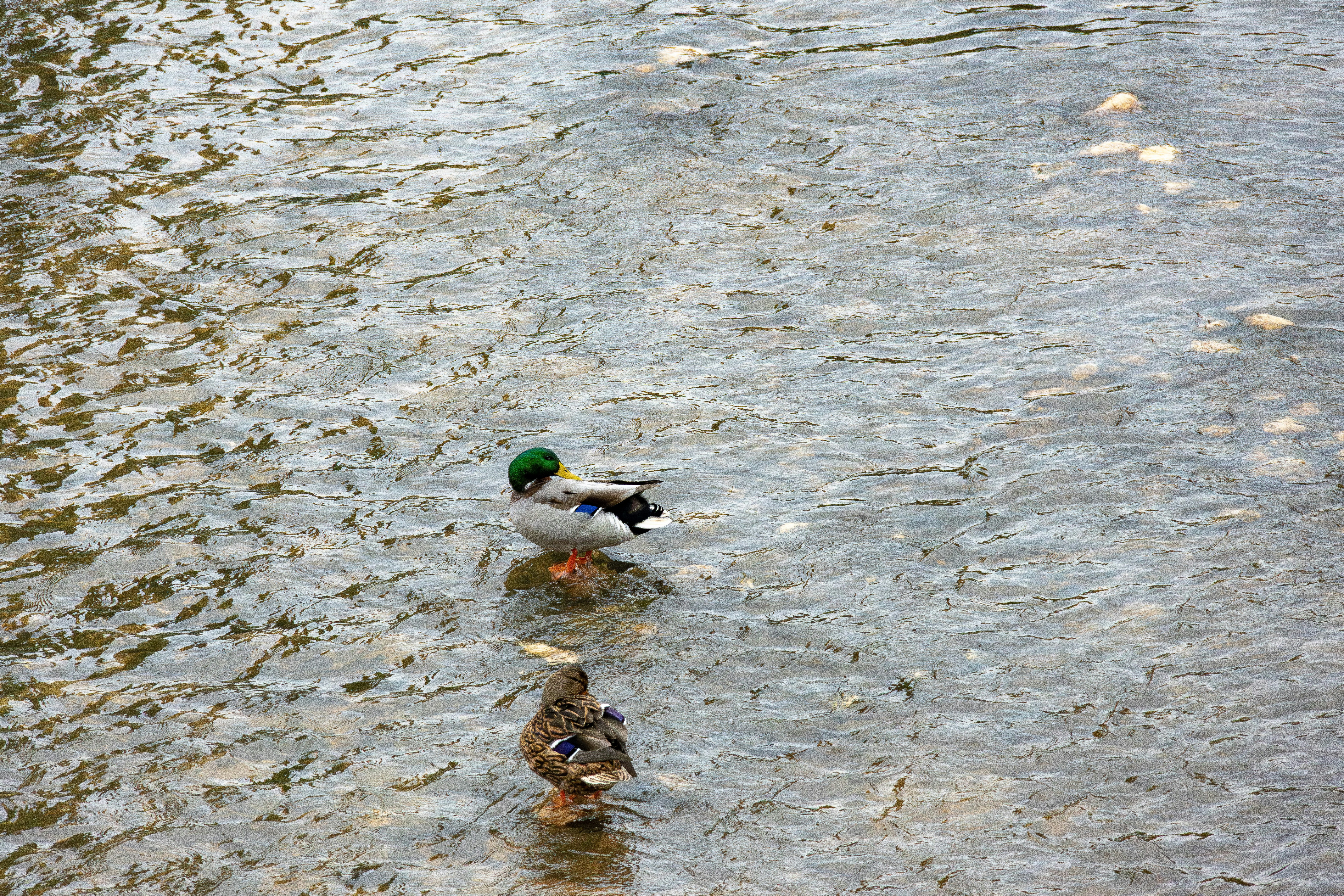 Two ducks swimming in shallow water