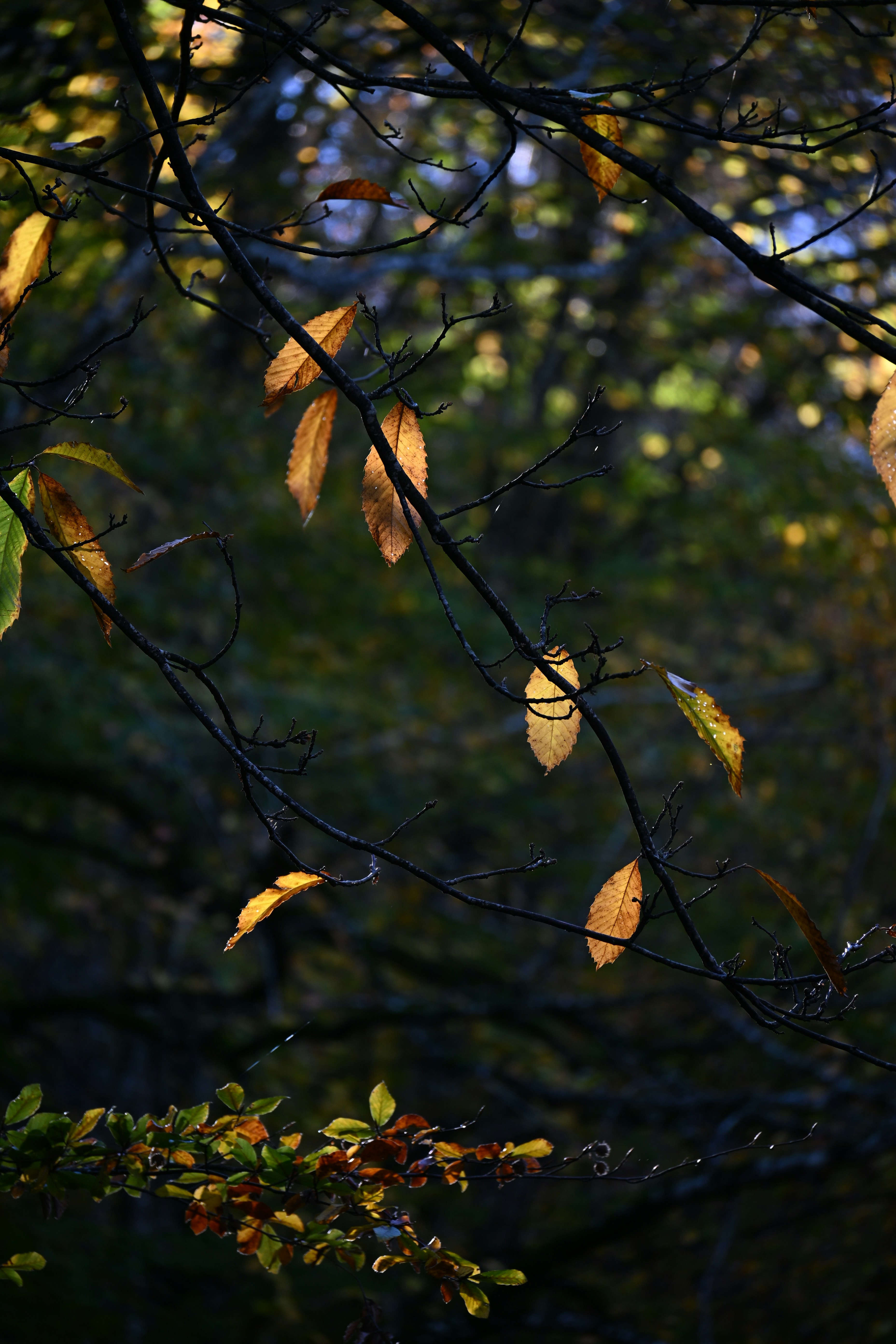 Whispers of Autumn: A Leafy Tapestry
