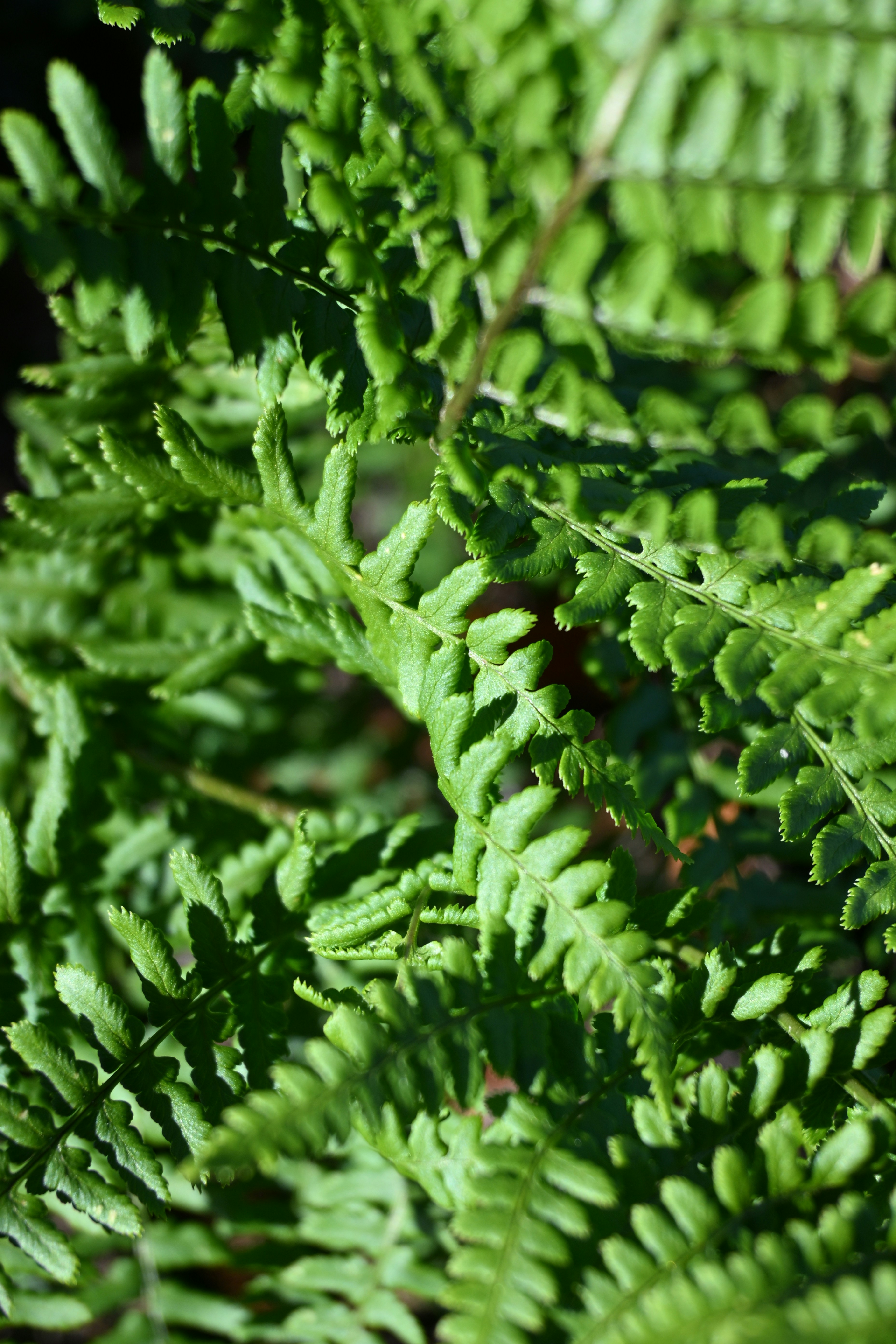 Lush Green Symphony: Nature's Intricate Patterns