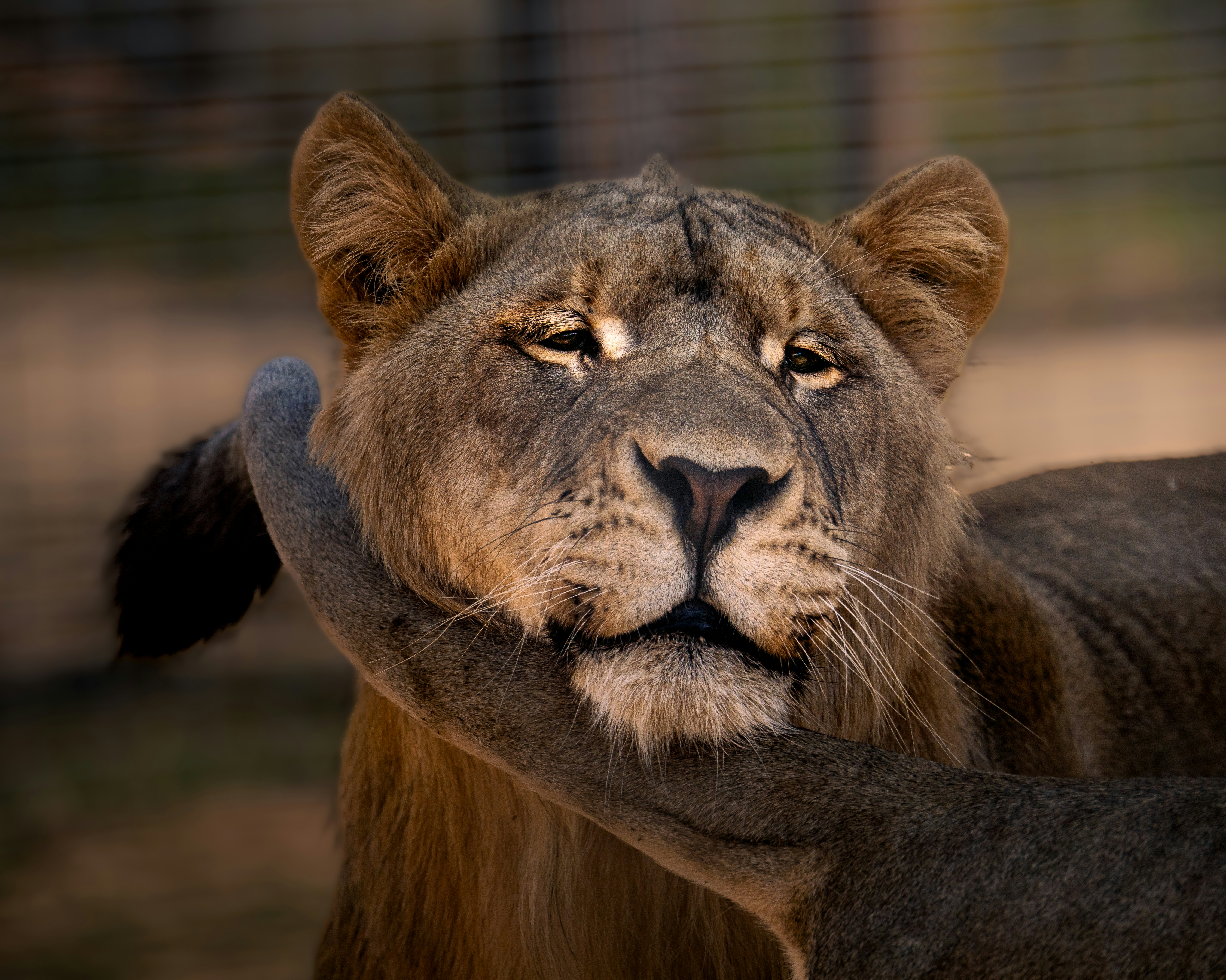 Paw-Framed Majesty: A Lion’s Quiet, Close-Up Moment