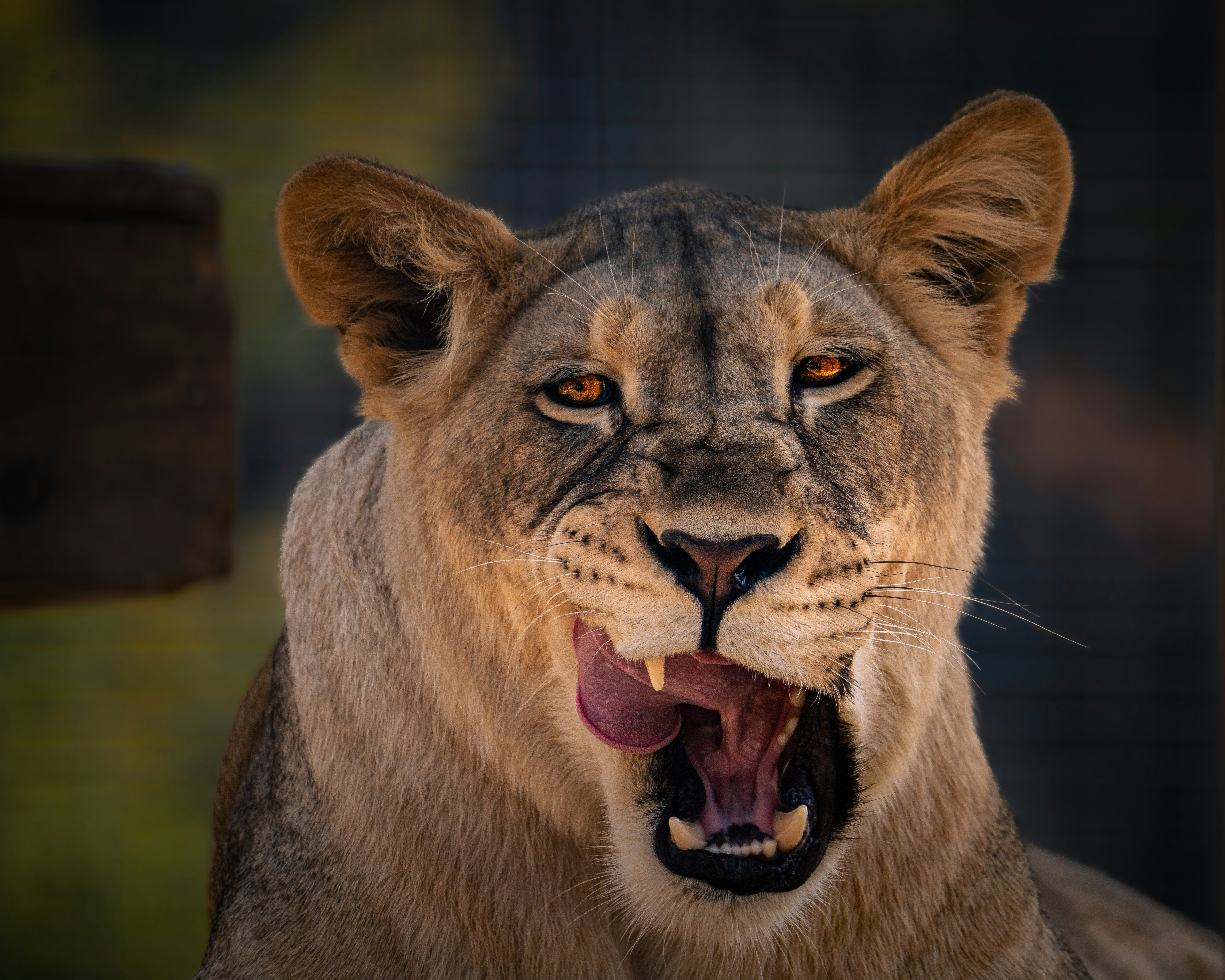 Lioness portrait series showing various facial expressions, from calm moments to big yawns and powerful roars.