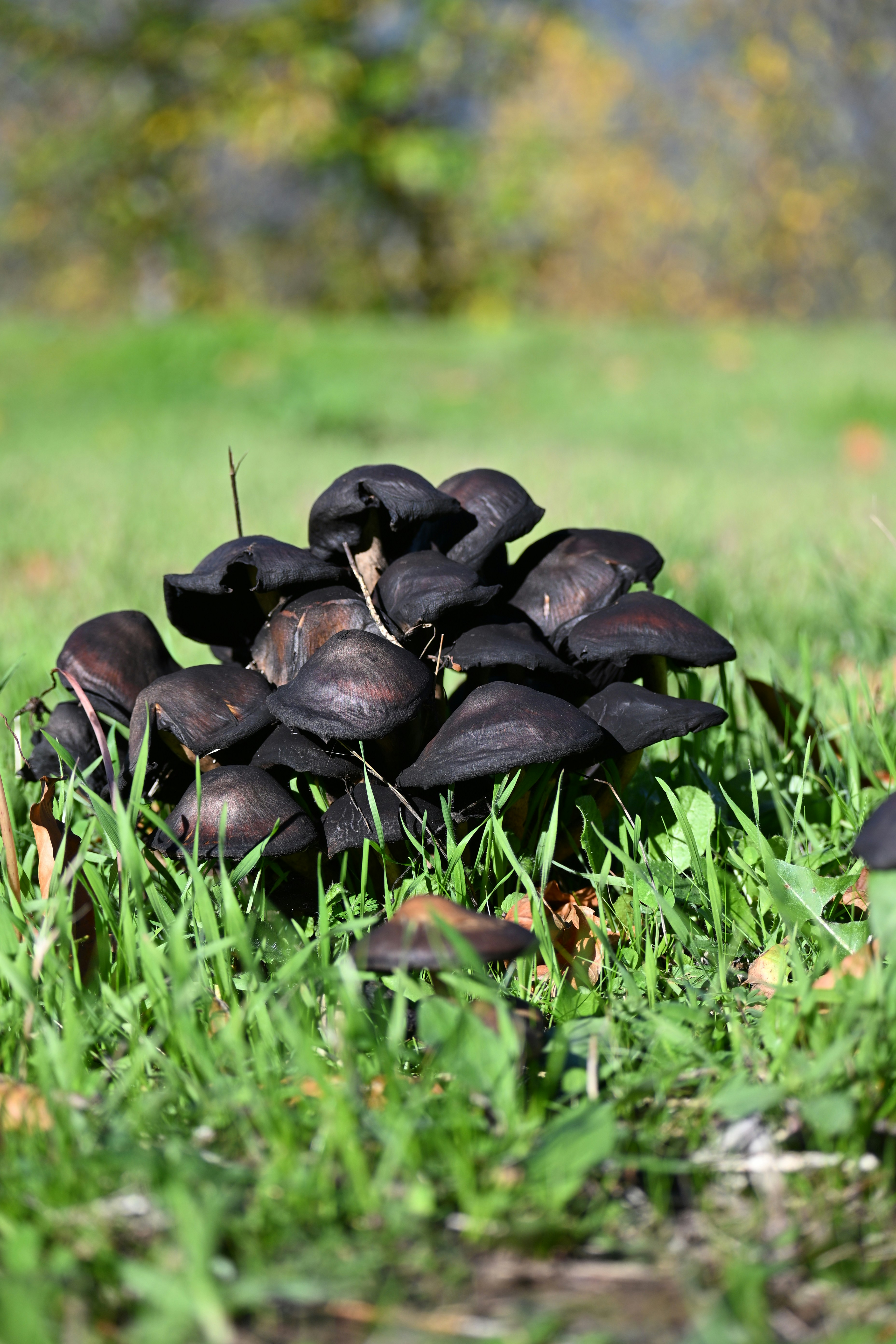 Dark mushrooms growing in green grass