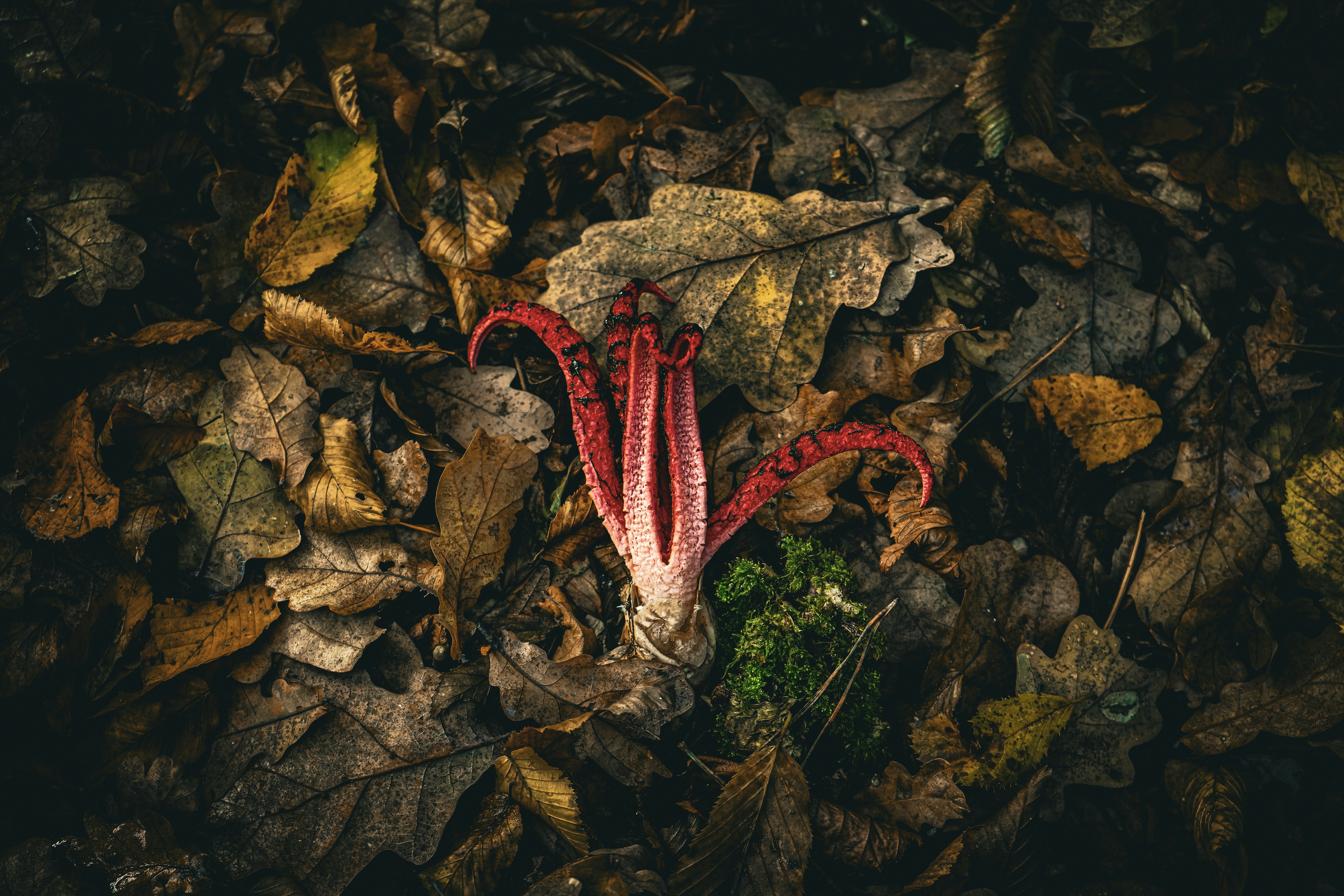 Nature's Curious Sculptor: The Hidden Beauty of Fungi