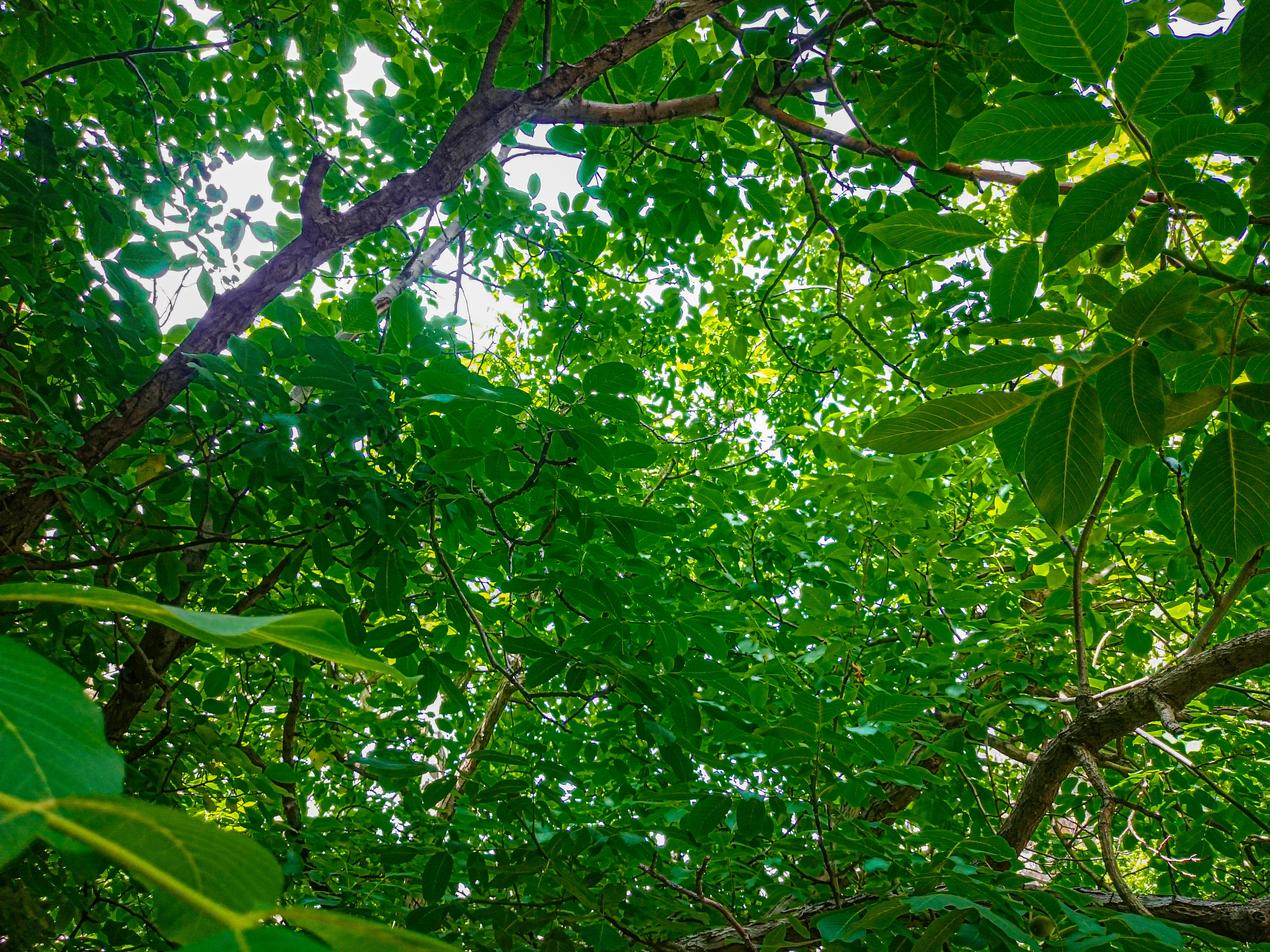 Sunlight Through Leaves — Lost Paradise — May 15, 2015 (#0020) This photograph captures the immersive experience of standing beneath the canopy in Lost Paradise (Behesht-e Gomshodeh). The frame is almost entirely filled with layers of green foliage. Bright sunlight penetrates the dense leaves, creating bright hotspots and illuminating the intricate patterns of the branches. The image evokes a sense of tranquility and immersion in nature's embrace. Sony Xperia Z1 (C6903) • 4.9 mm • f/2.0 • 1/200 s • ISO 50 Full-res download: mofaeye.com/20 (link in bio) | Looking up through lush green forest canopy