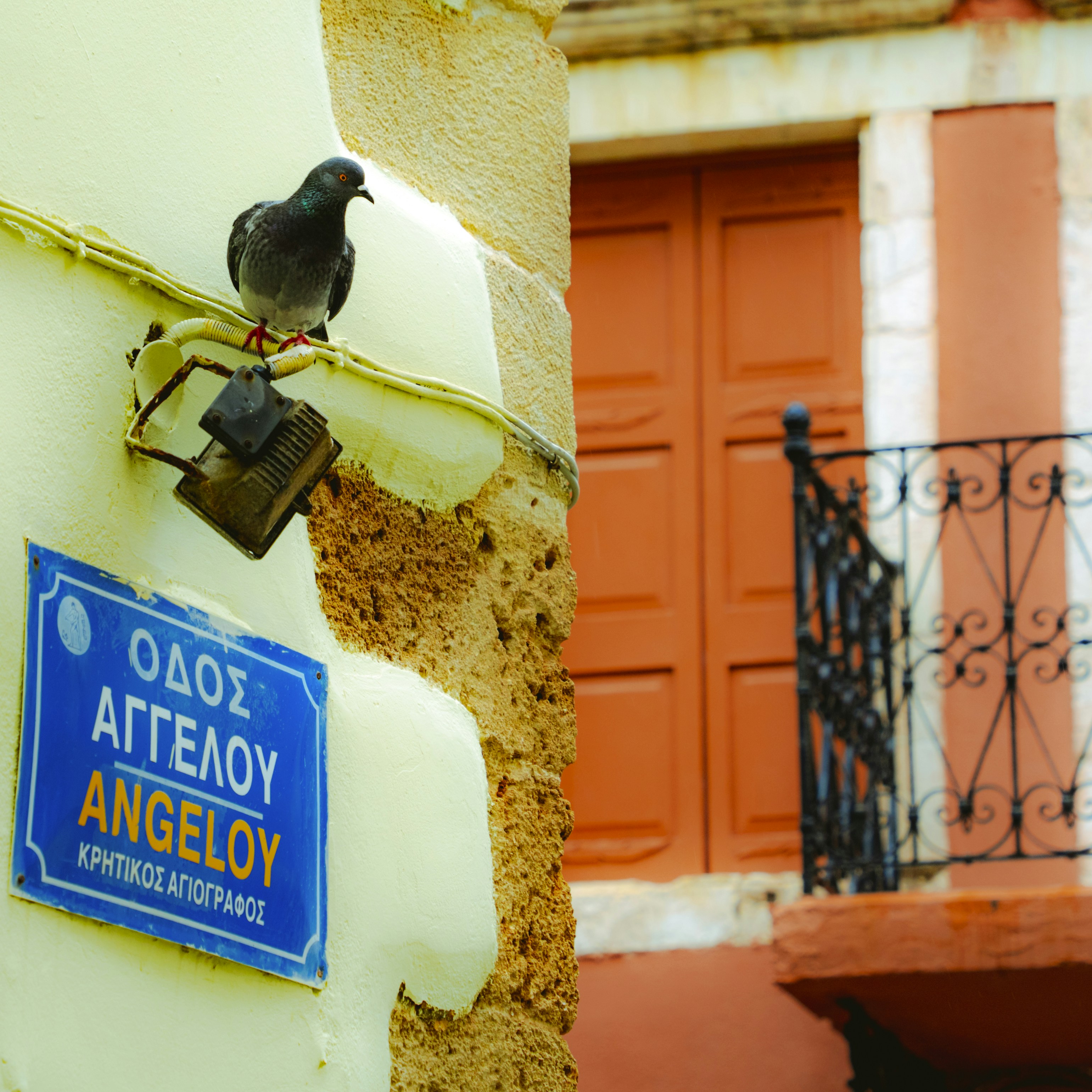 Urban Whispers: A Pigeon’s Perch