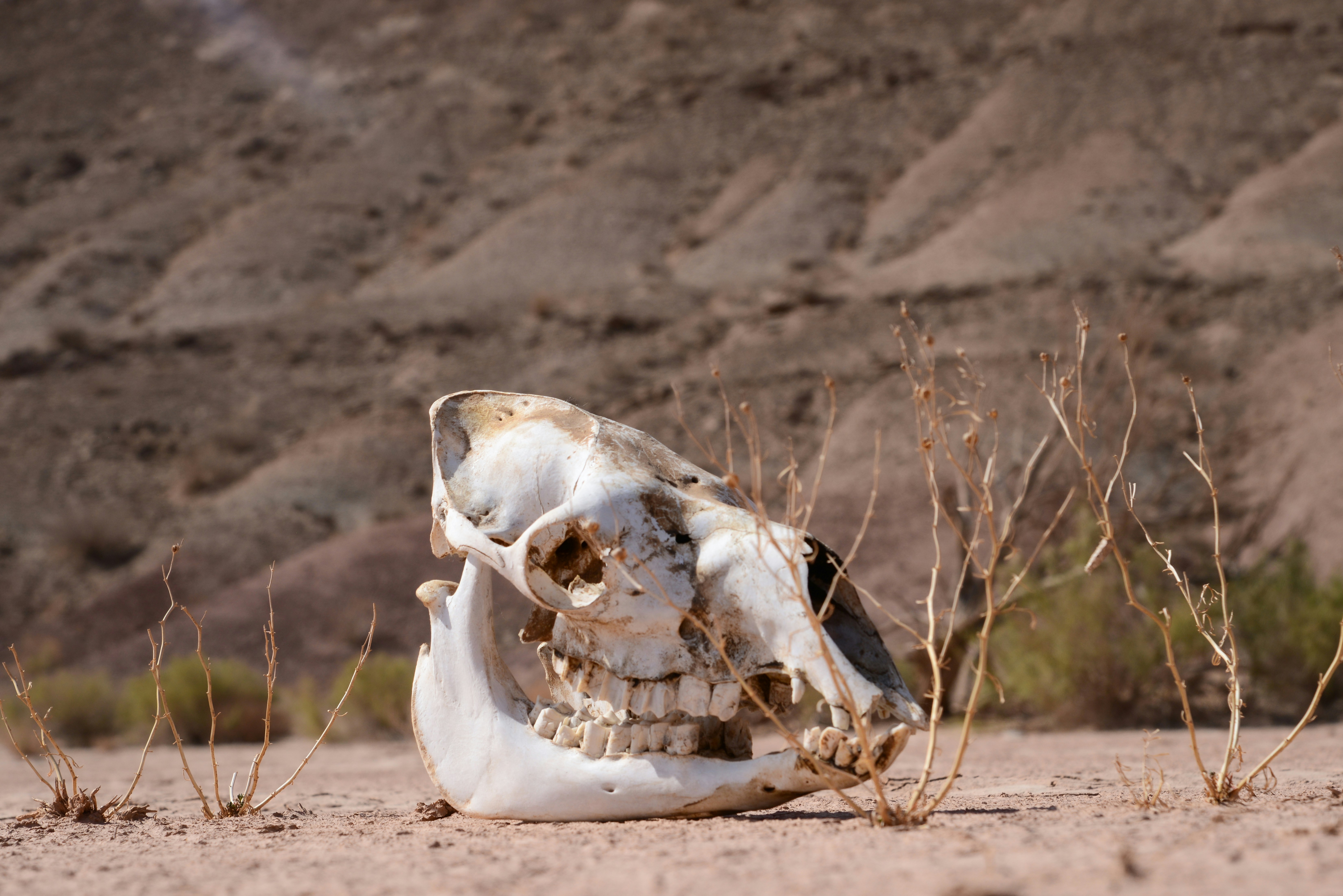 Horse skull resting on arid ground, surrounded by sparse vegetation and rugged terrain. The remnants tell a story of survival and the harshness of the environment.