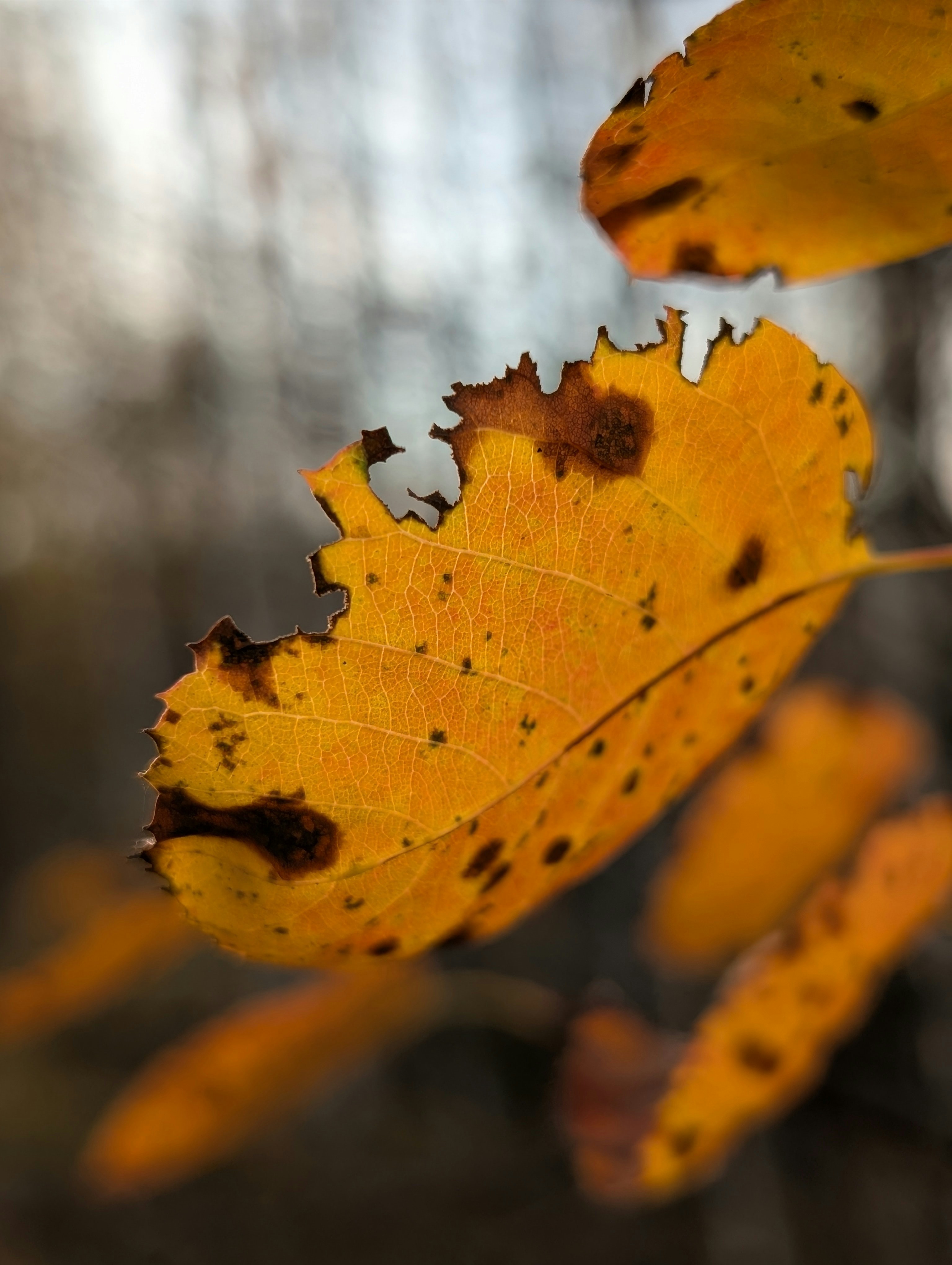 An aspen leaf with a torn edge | Yellow autumn leaf with brown spots and torn edges.
