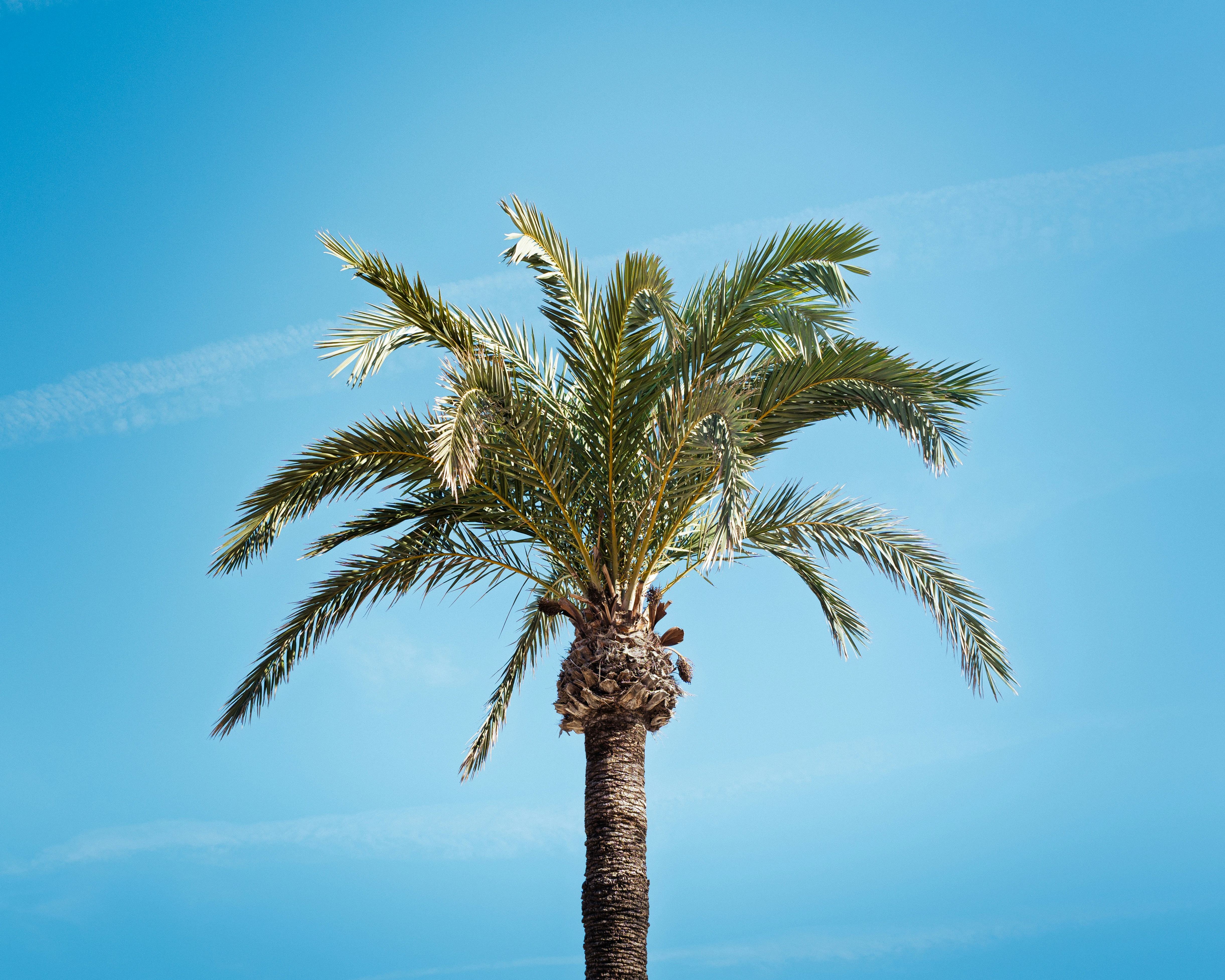 Tropical Embrace: The Majesty of a Palm